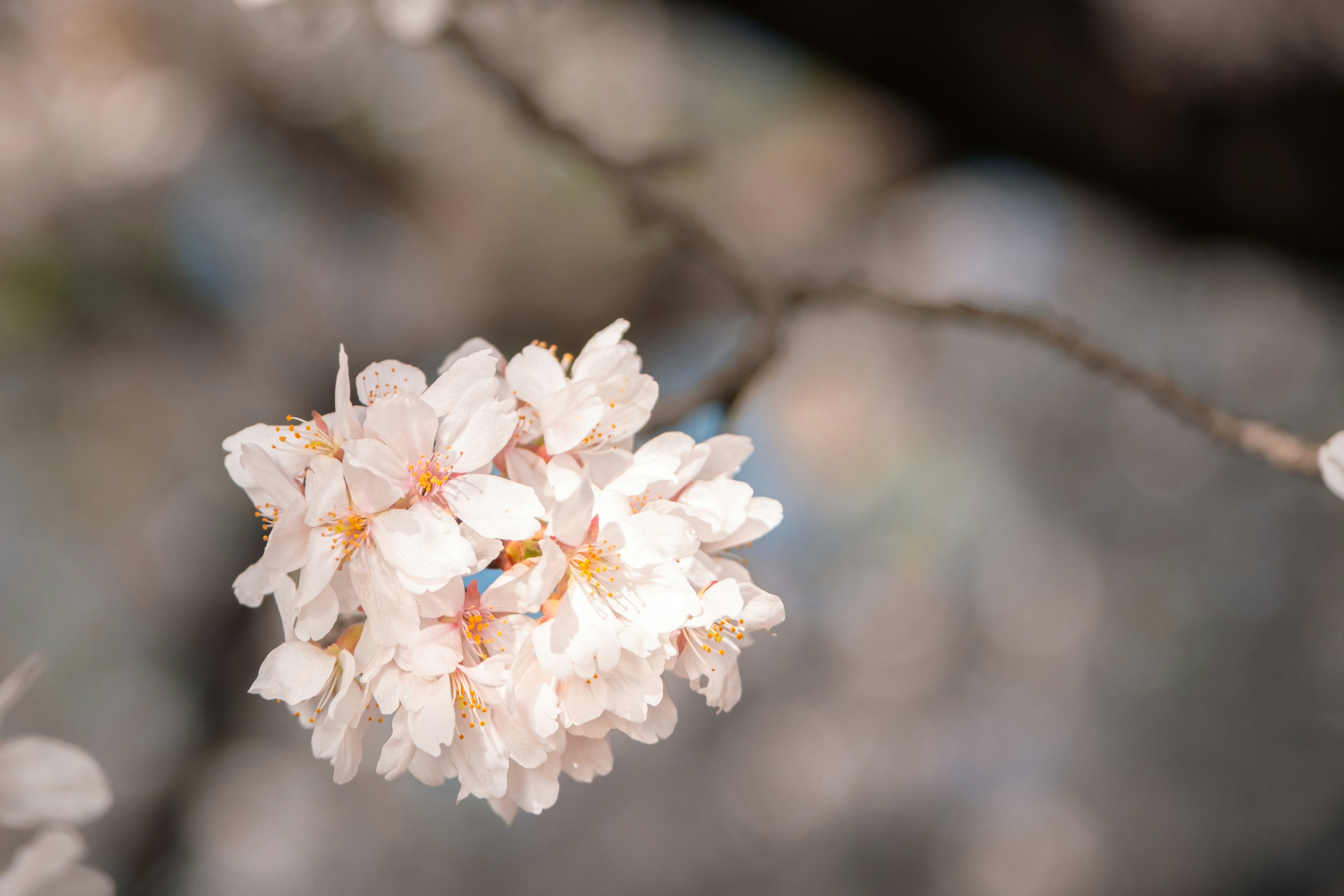Petal Cluster in Soft Spring Light