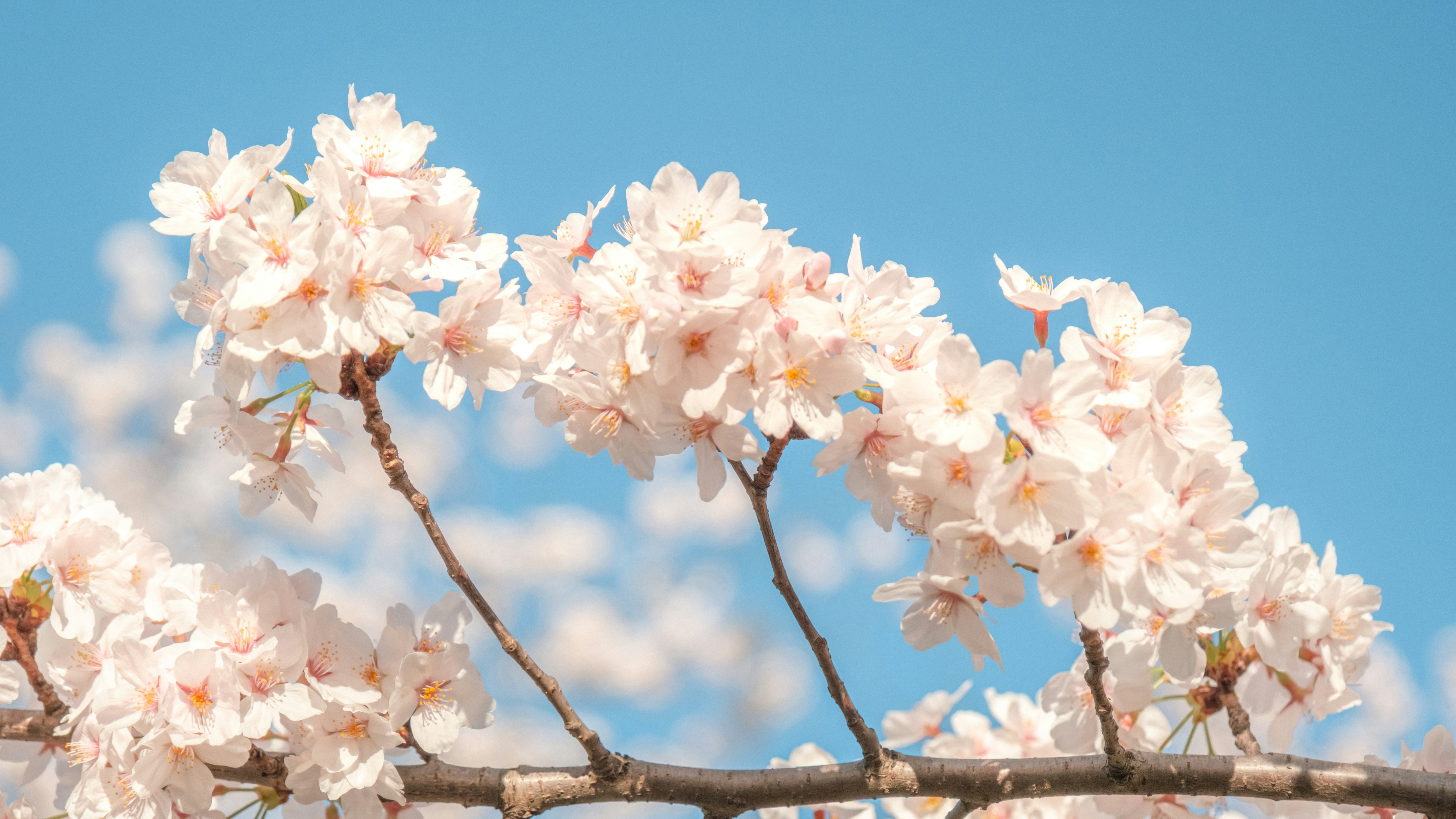 Blossoms in a Clear Sky: A Gentle Arc of Spring