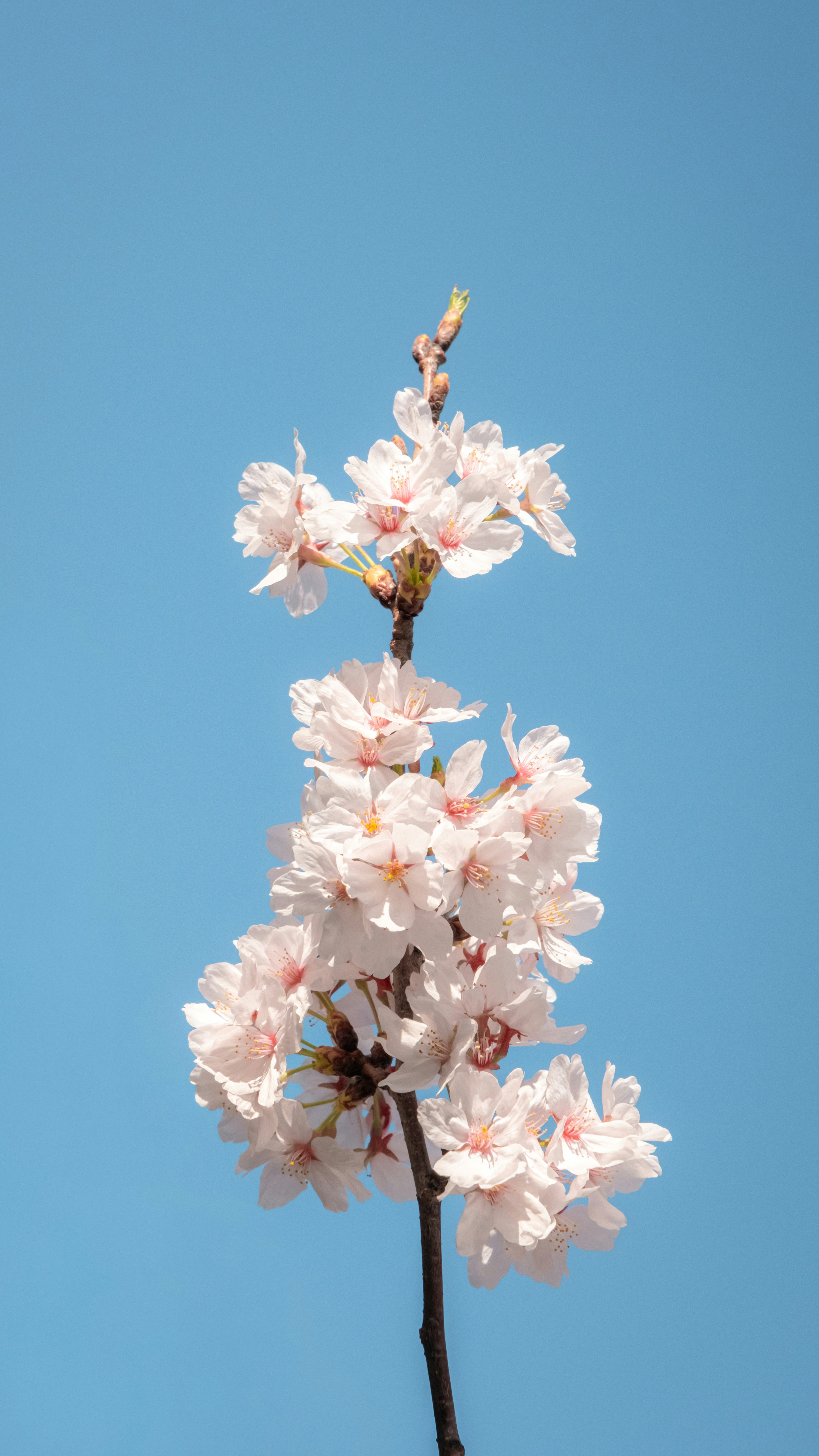 Blossom Crown Against a Clear Sky