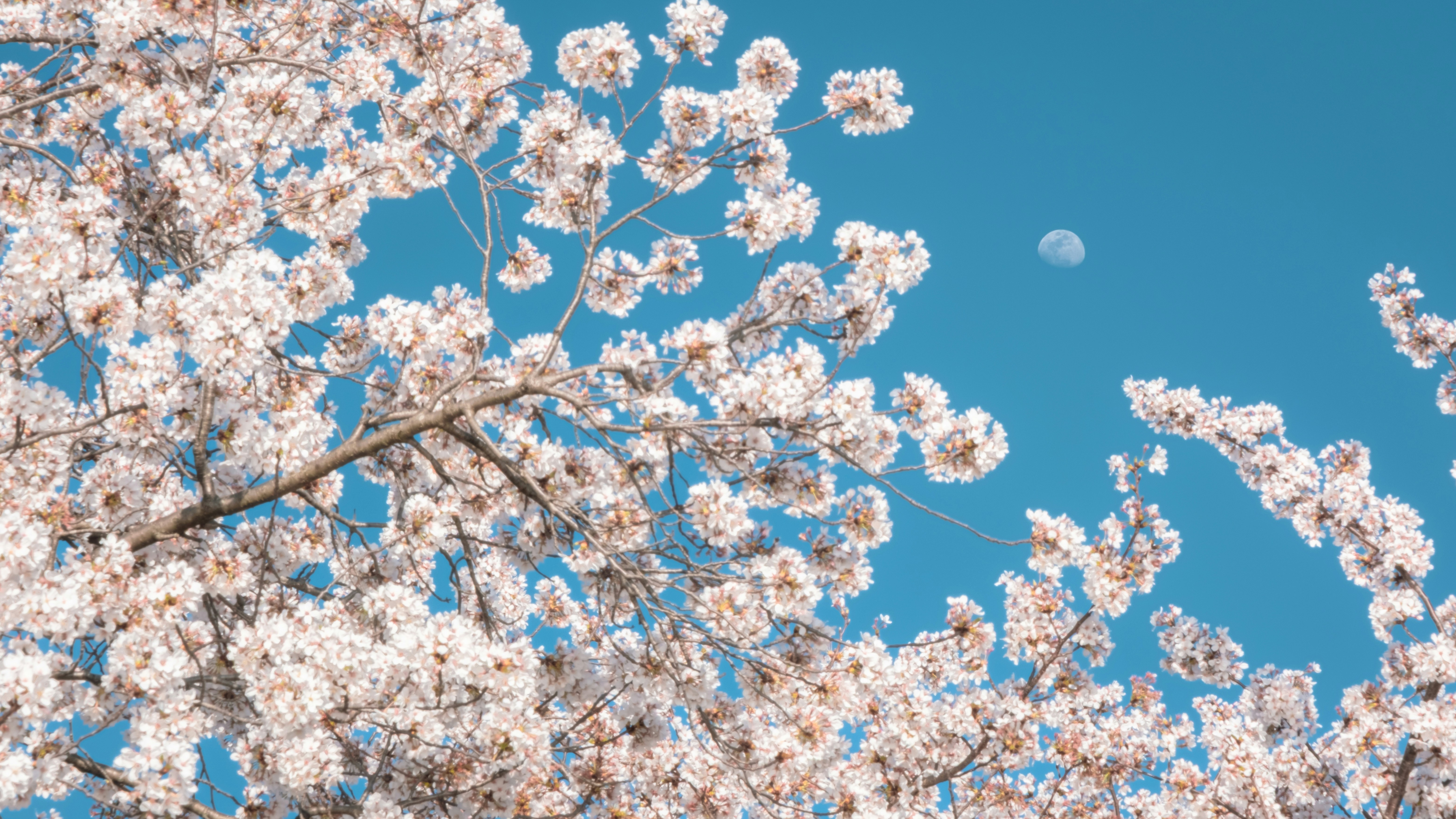 Moonlit Blue Sky Through Blooming Cherry Branches