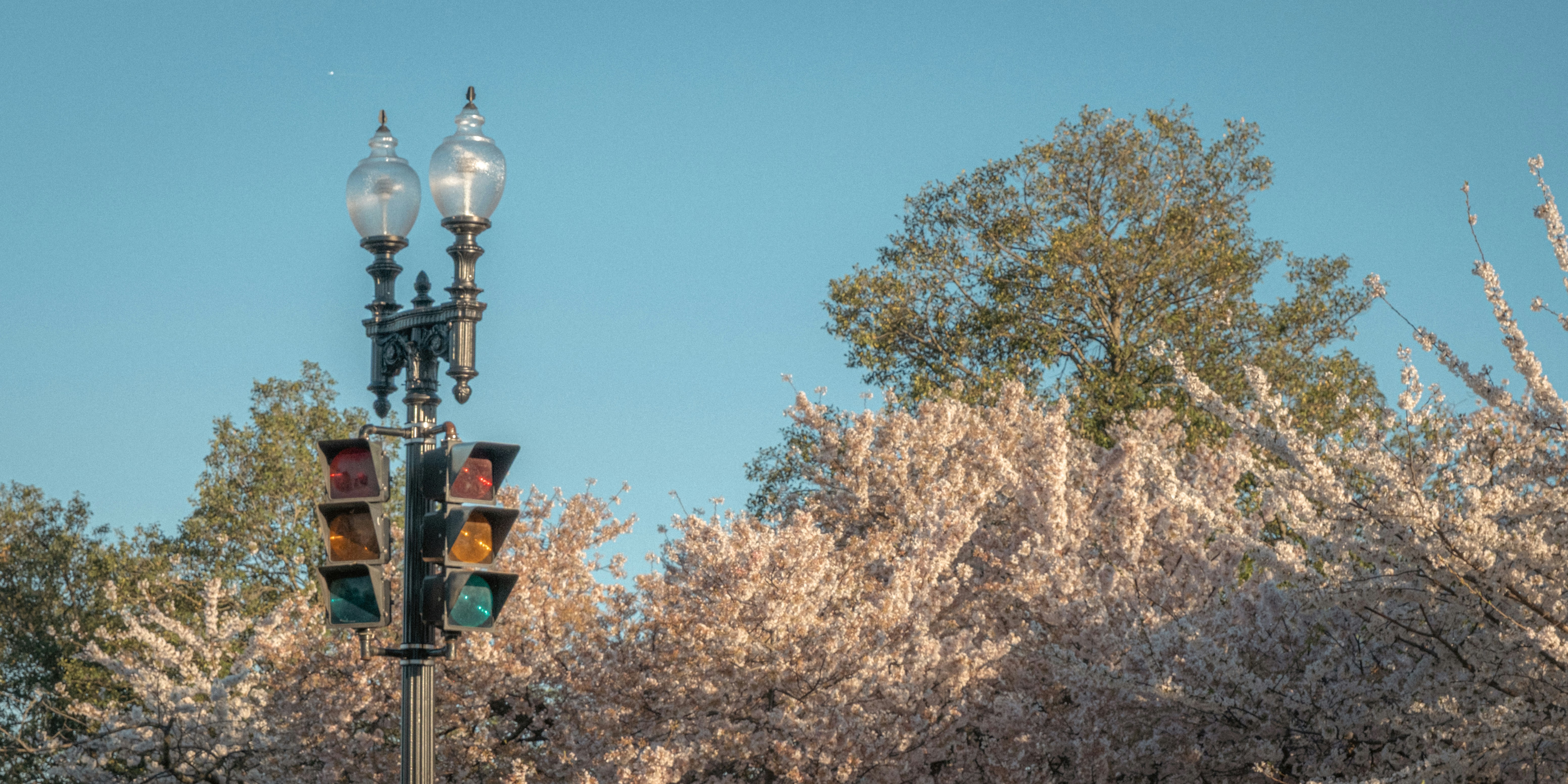 Cherry Blossom Streetlight Convergence