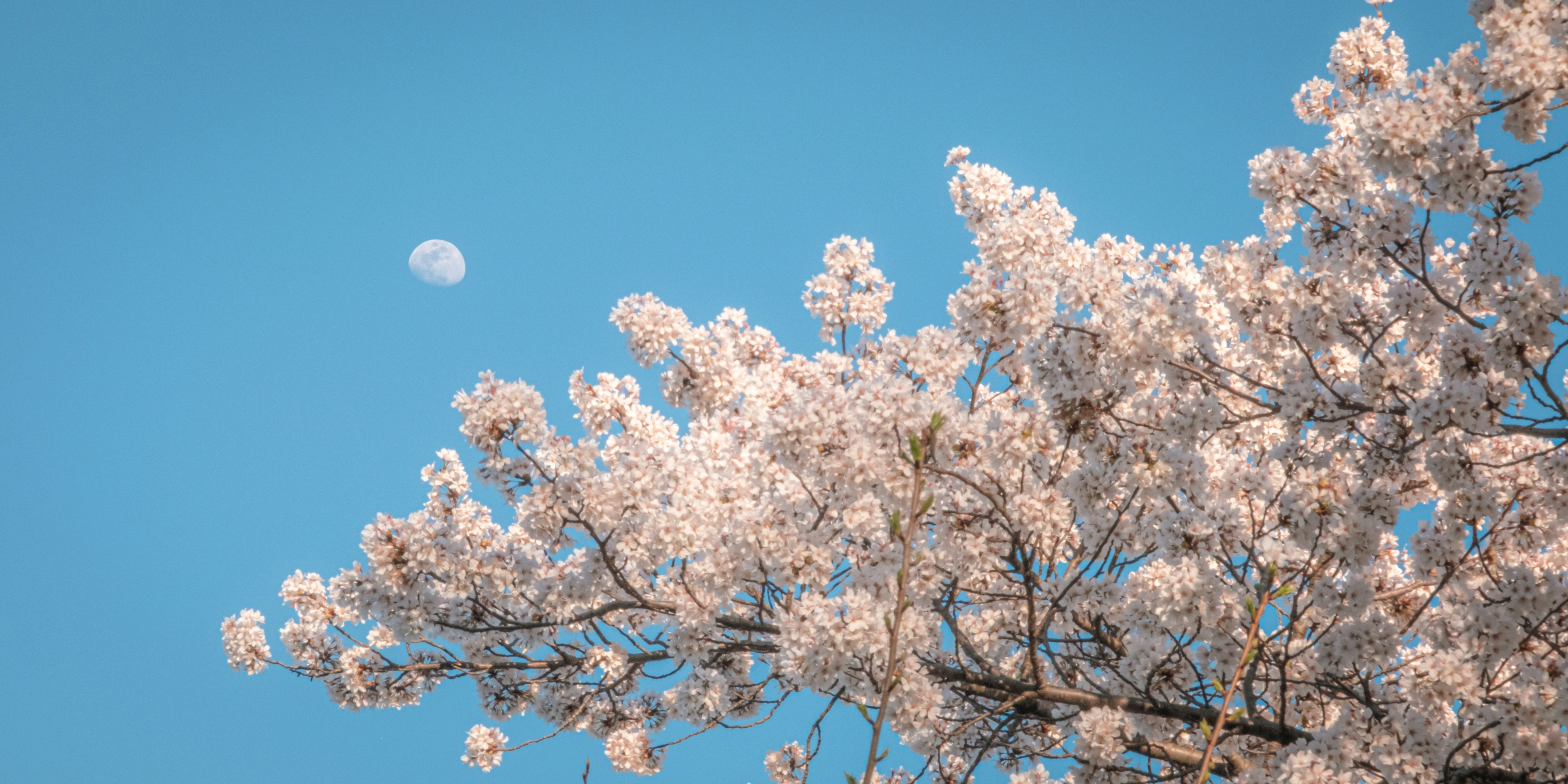 Moonlit Orchard: Cherry Blossoms Against a Clear Sky
