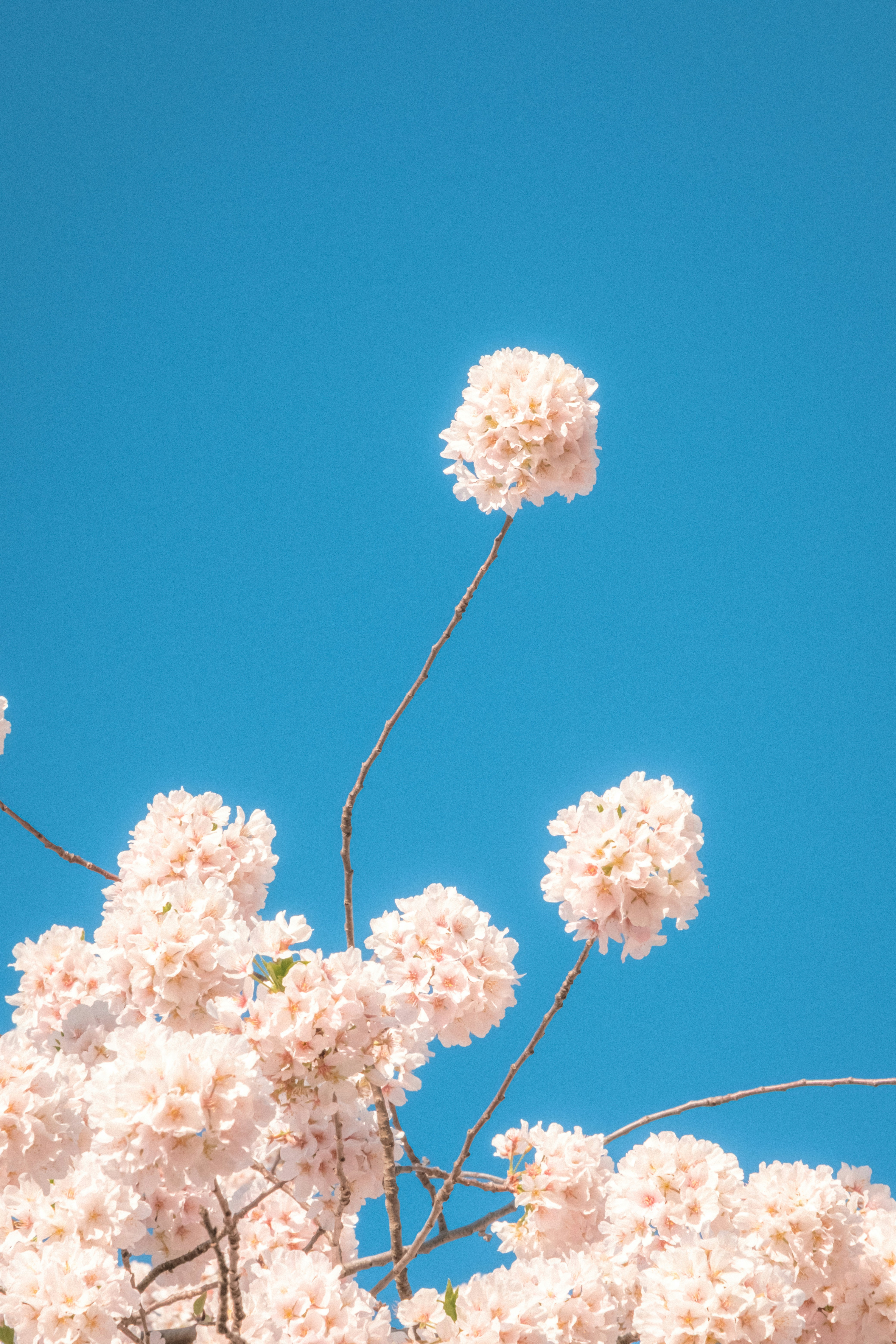 Pink Cherry Bloom against a Clear Blue Sky