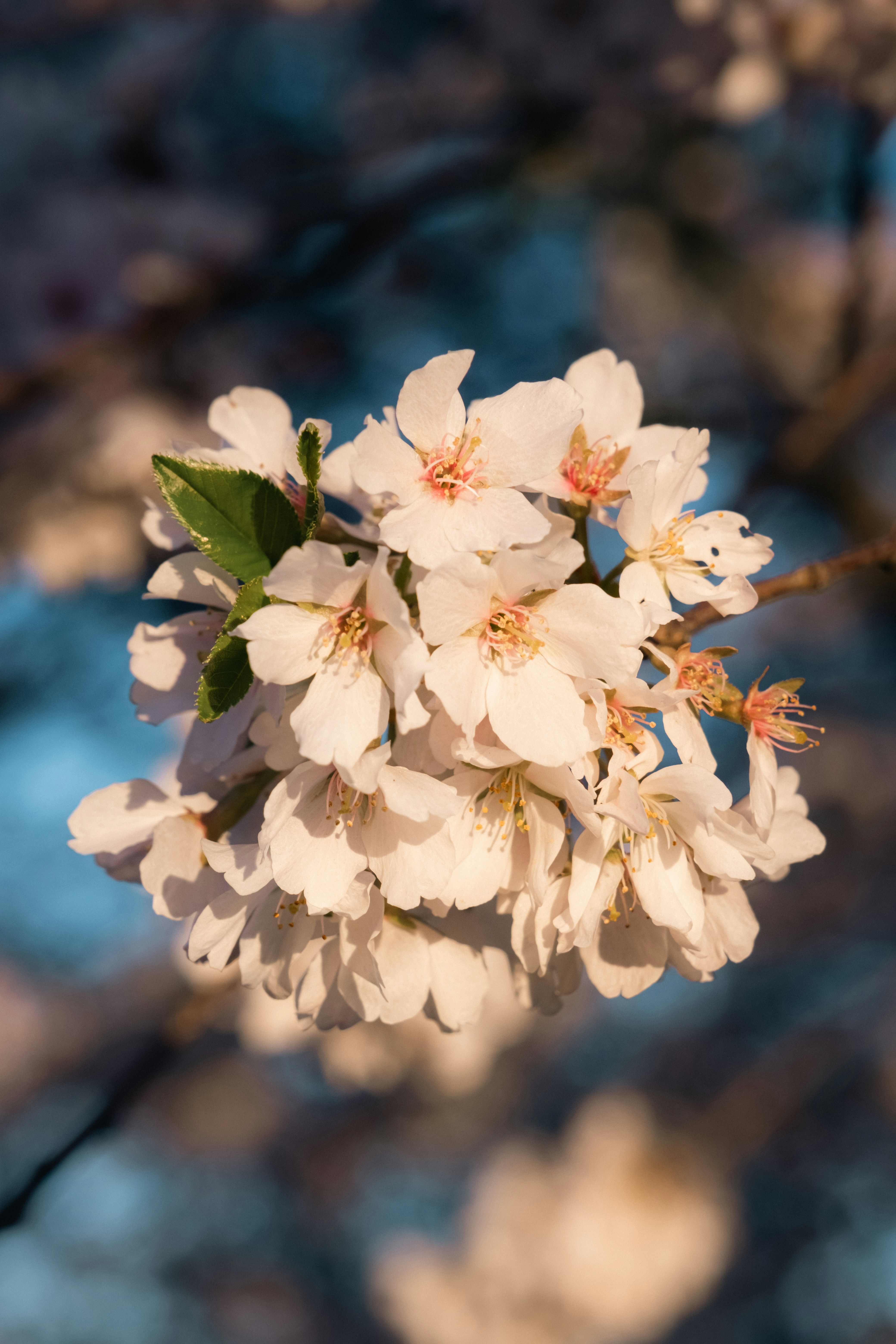Blossom Cluster in Soft Backlight