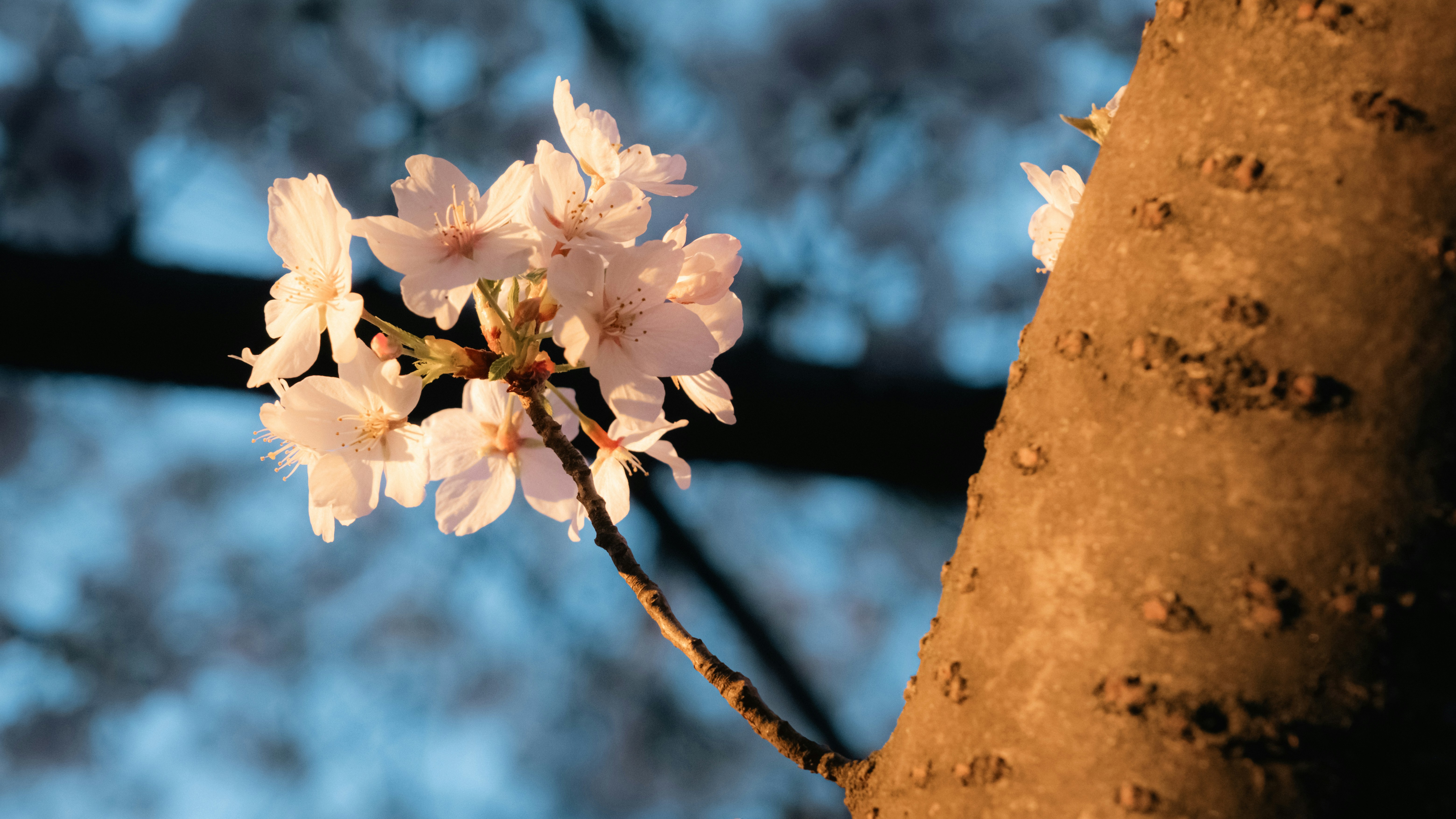 Blossoms Against a Brushed Sky