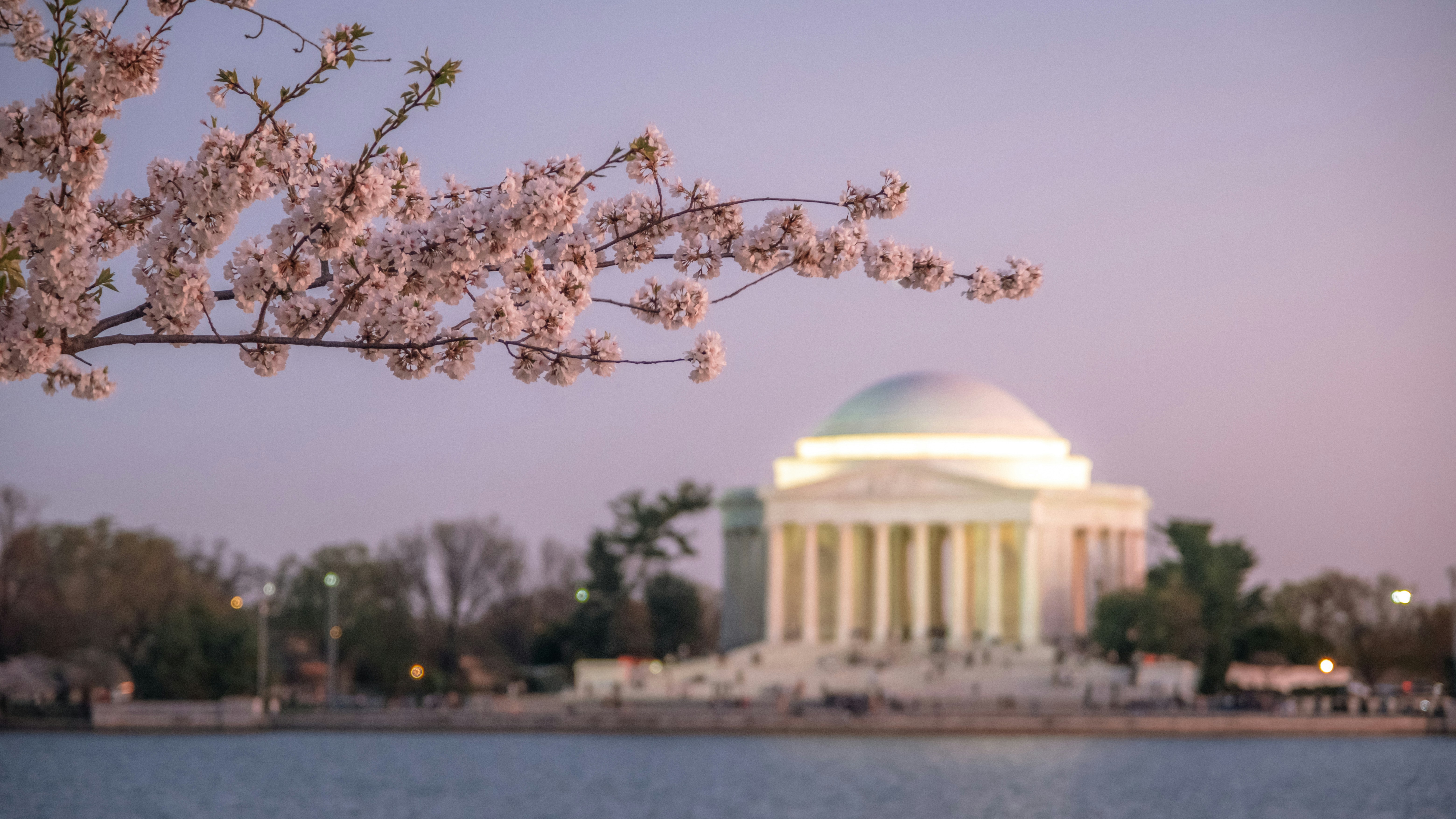 Cherry blossoms overlook the Jefferson Memorial across the reflecting pool