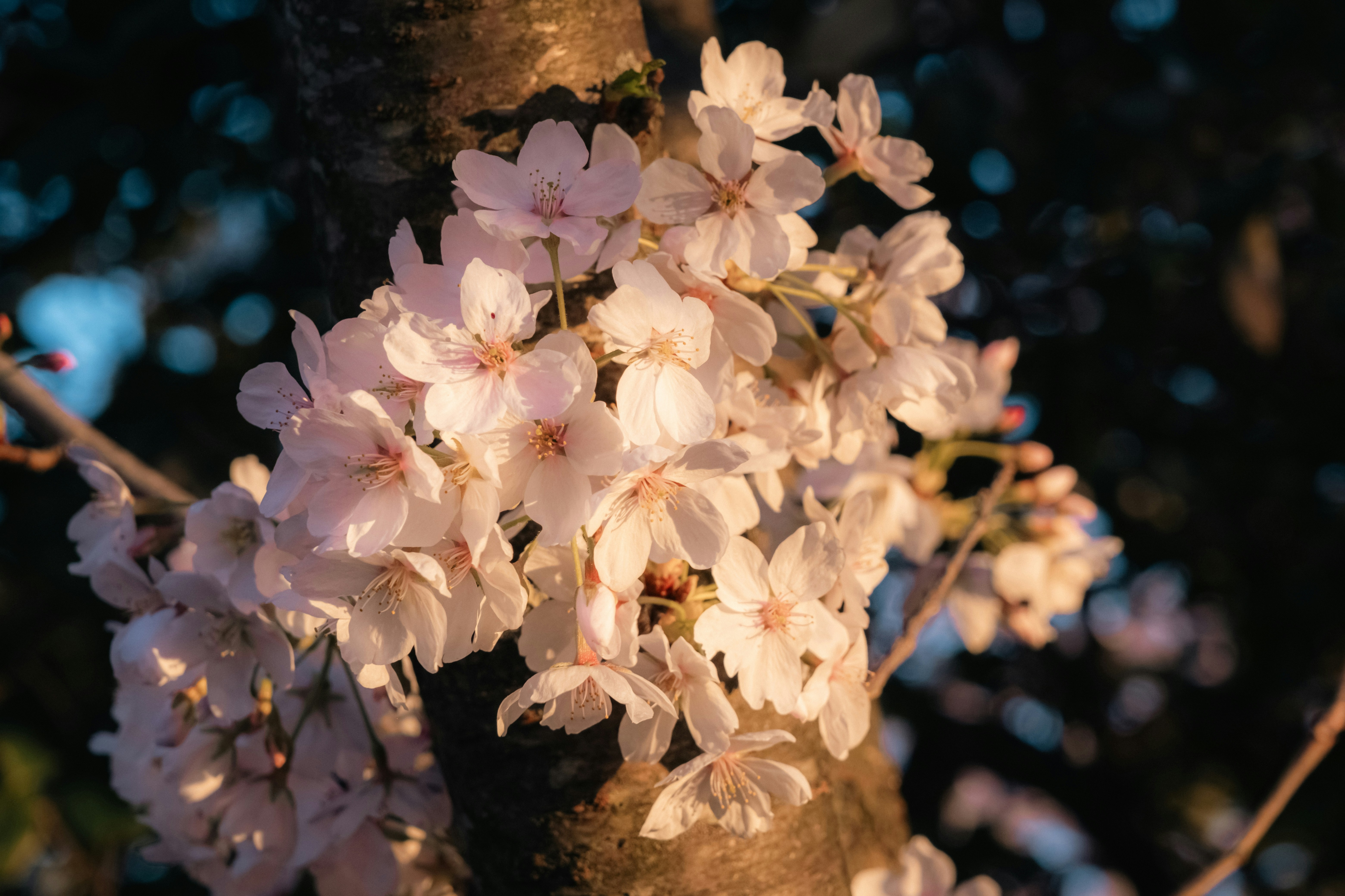 Soft Cherry Bloom on Bark: Evening Light Drapes Petals