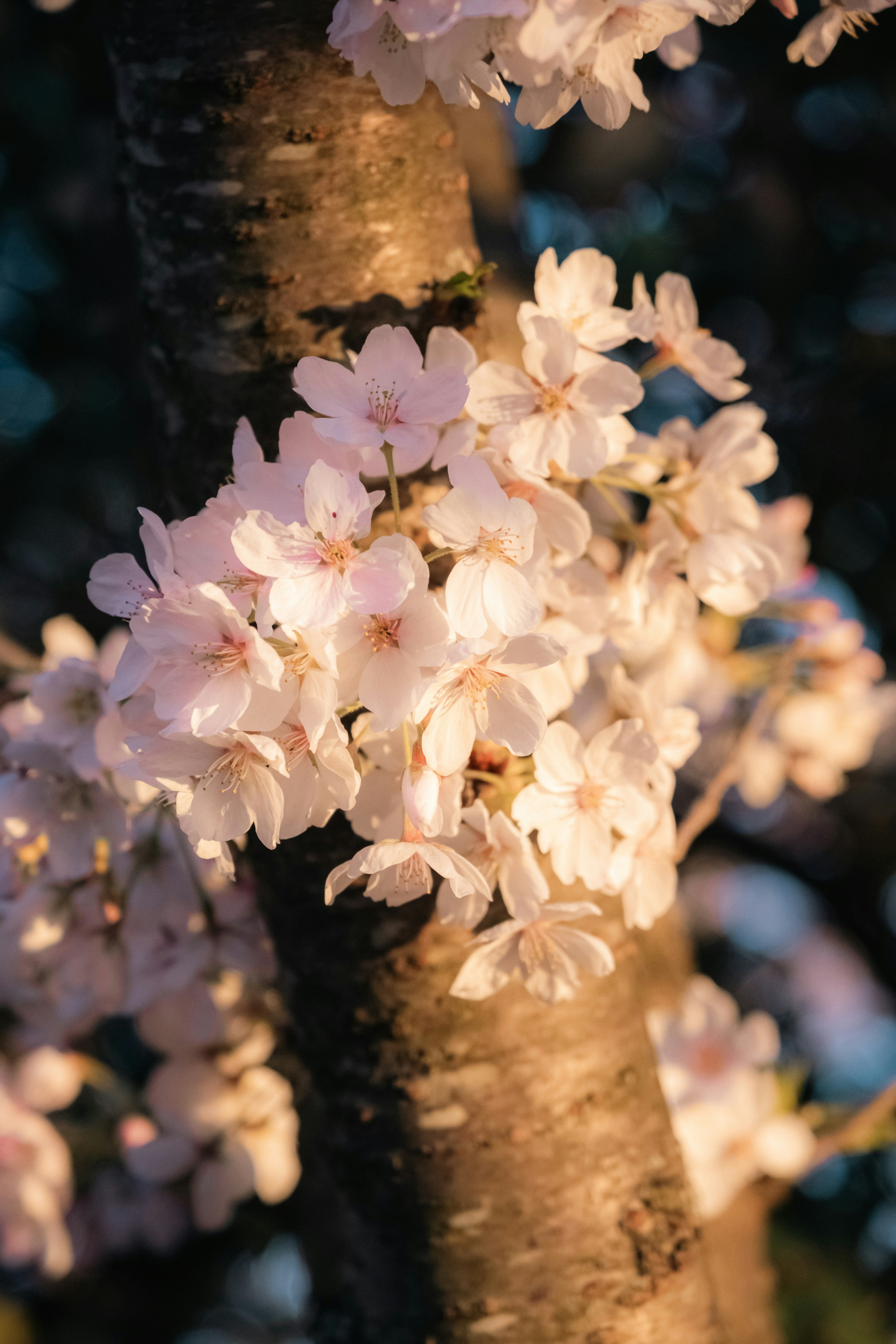 Blooming Sakura on a Sunlit Trunk