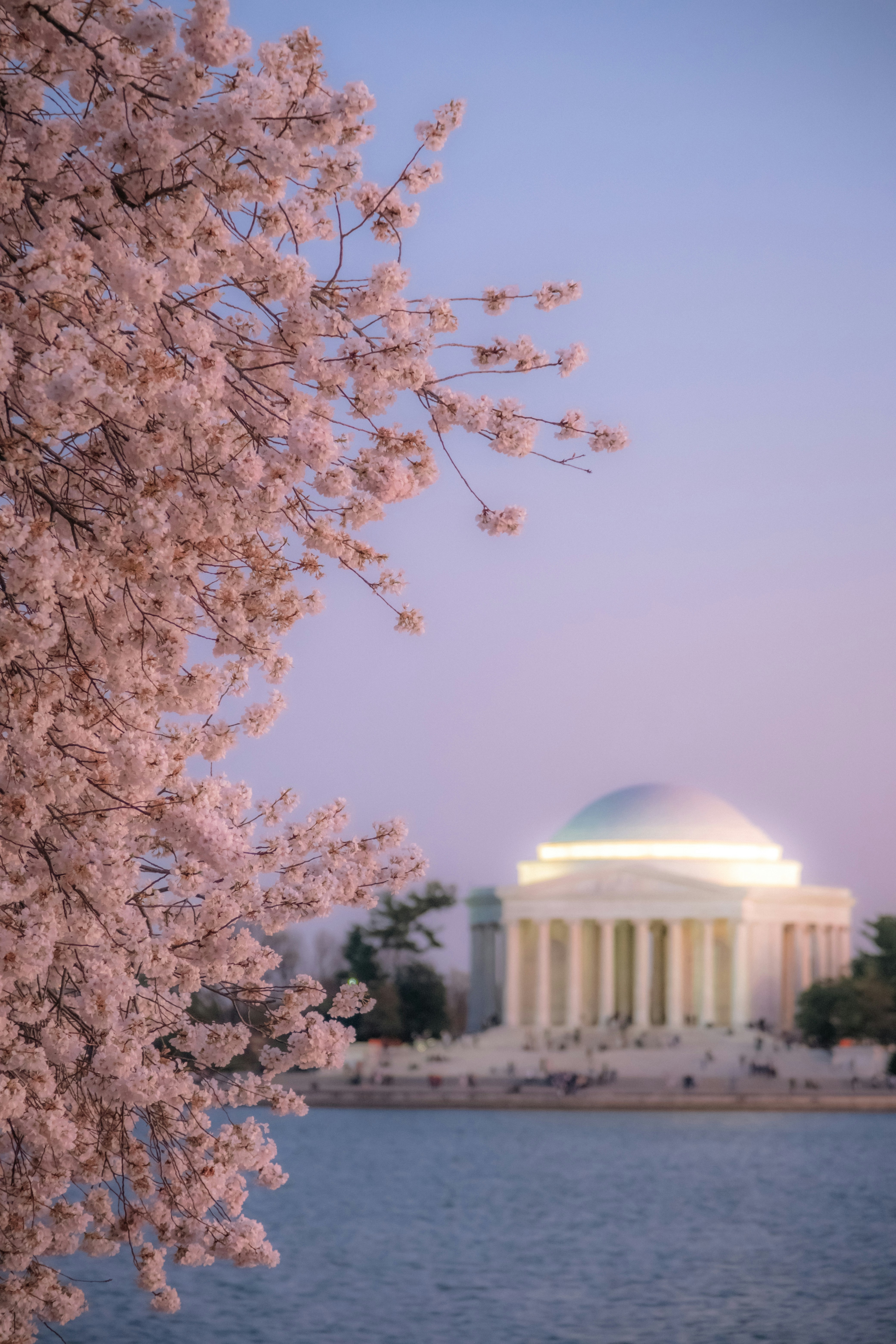 Blossoms in Bloom: A Temple of Spring Across Still Waters