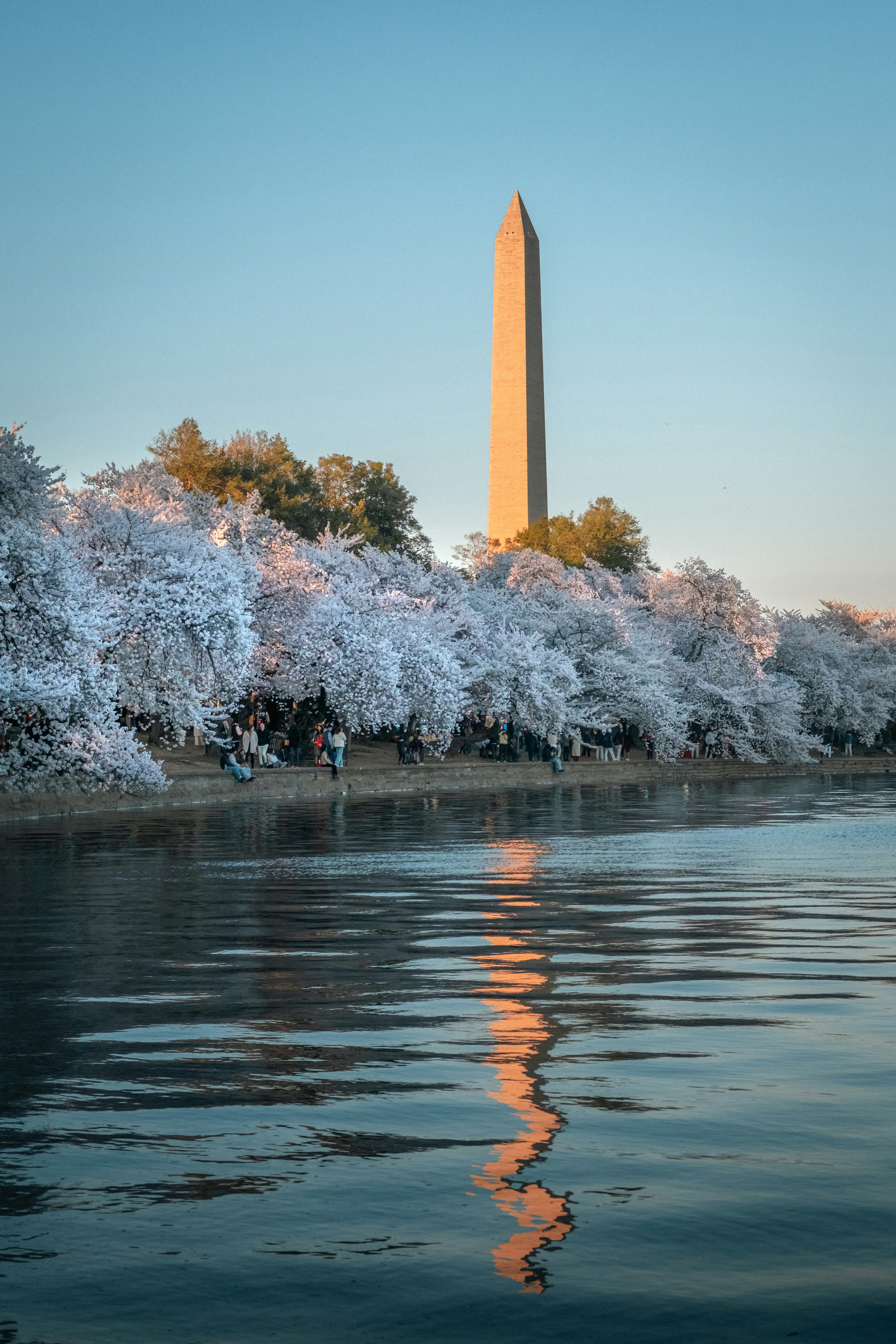 Whispering Obelisk: Reflections Along the Cherry Blossom Shore