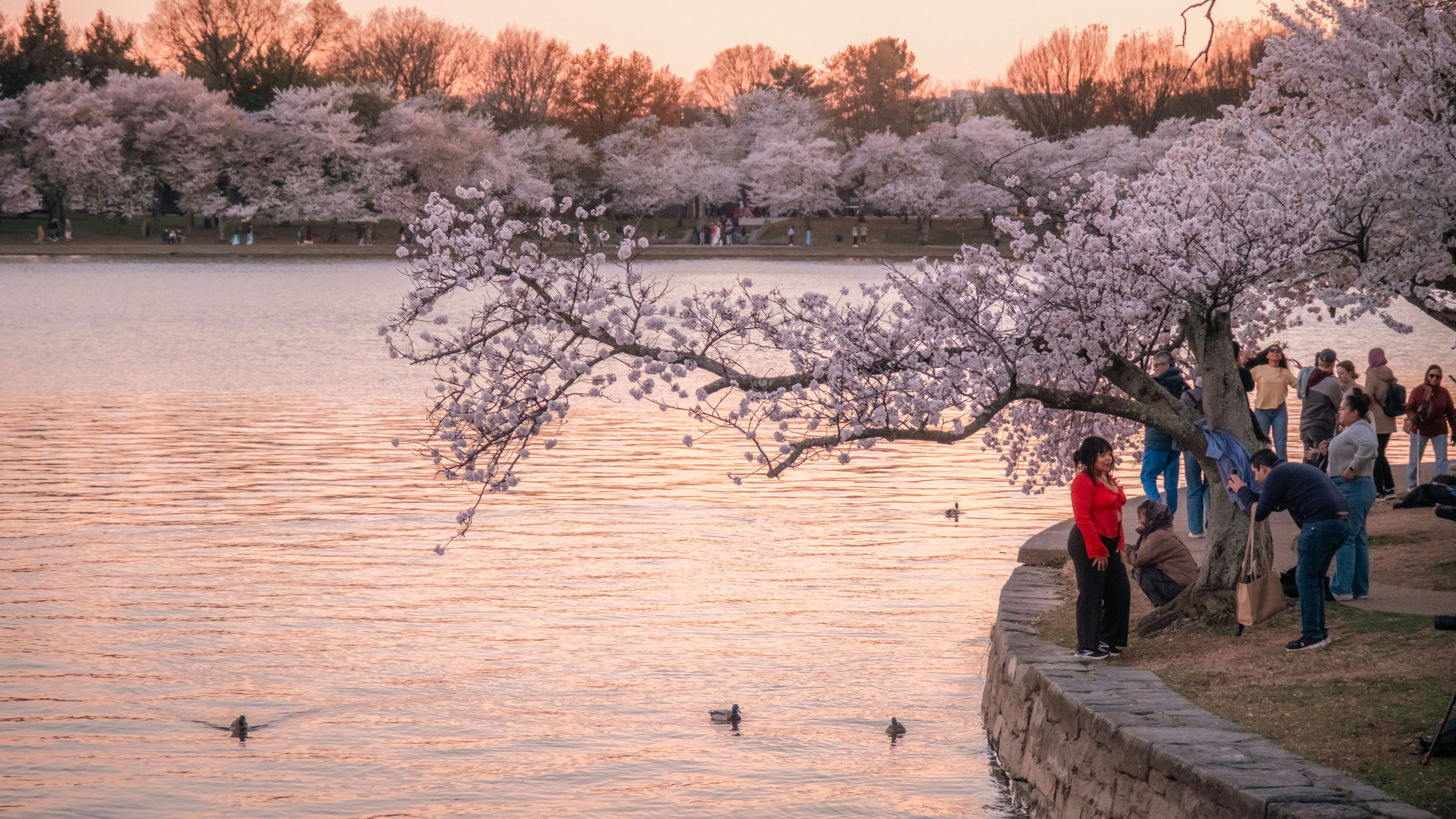 Blossoms at the Thamesbank: Pedestrians under a cherry-lined sunset