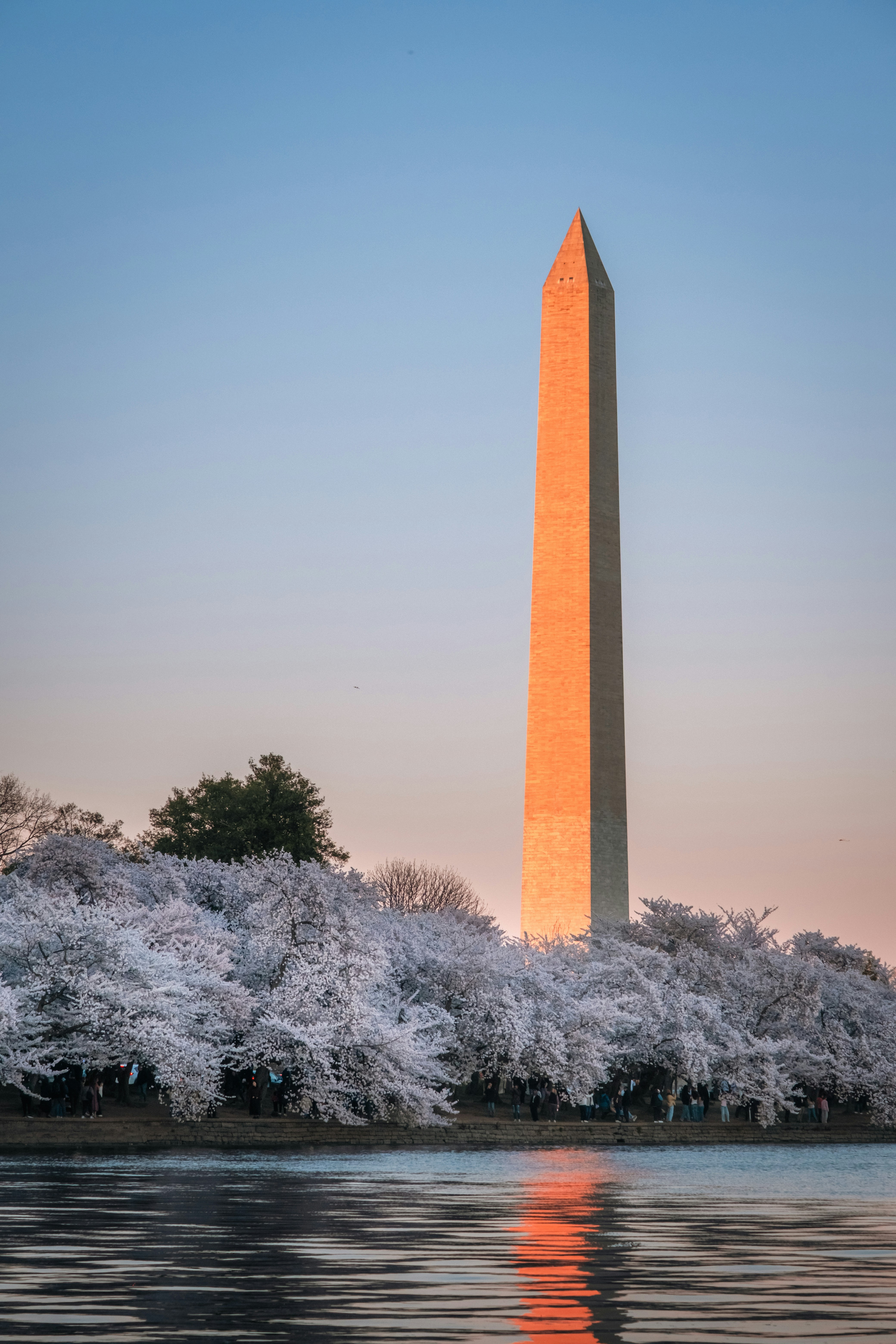 Eternal Needle: The Washington Monument at Dusk over Cherry Blossom Row