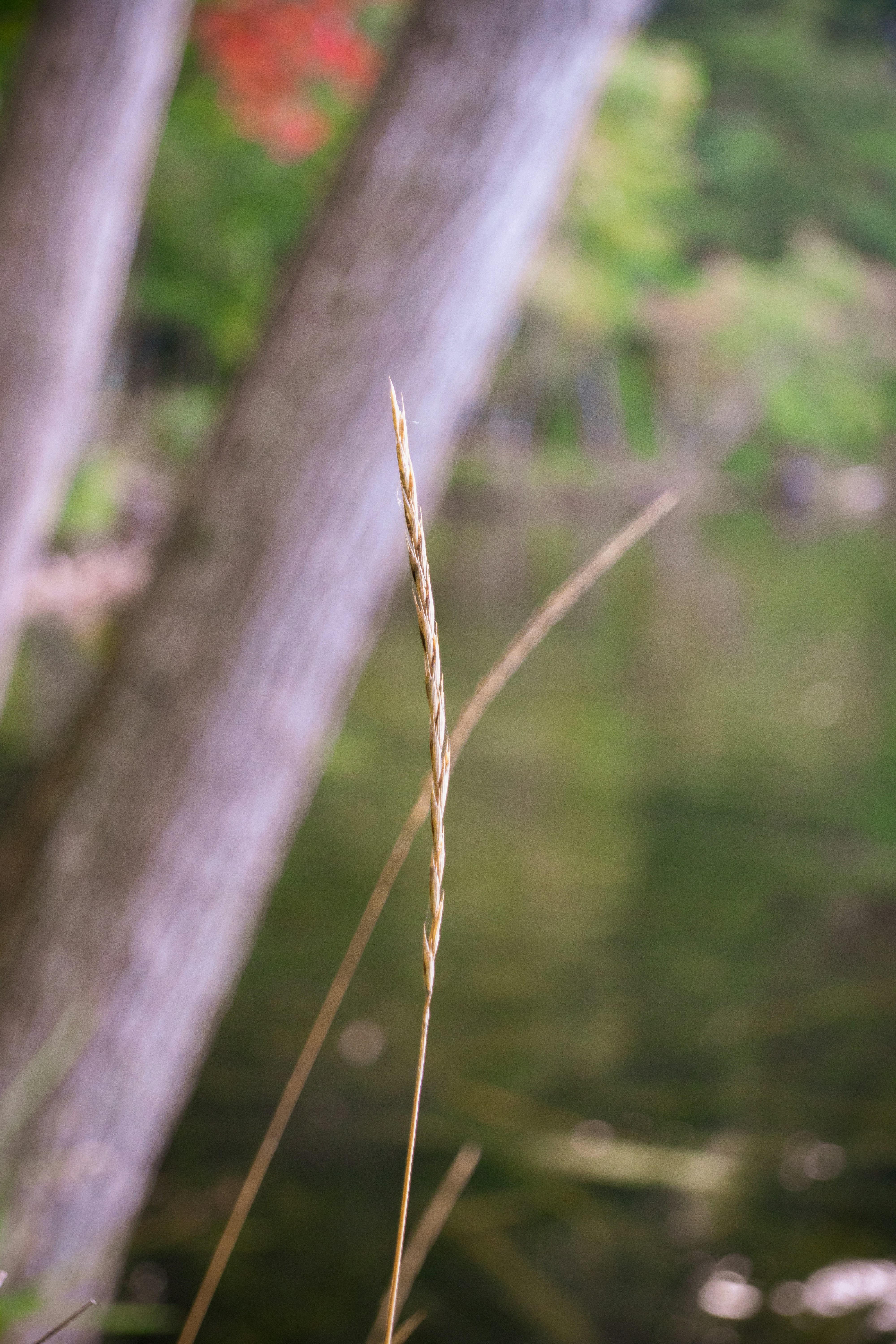 Single blade of grass in sharp focus against a blurred riverside scene