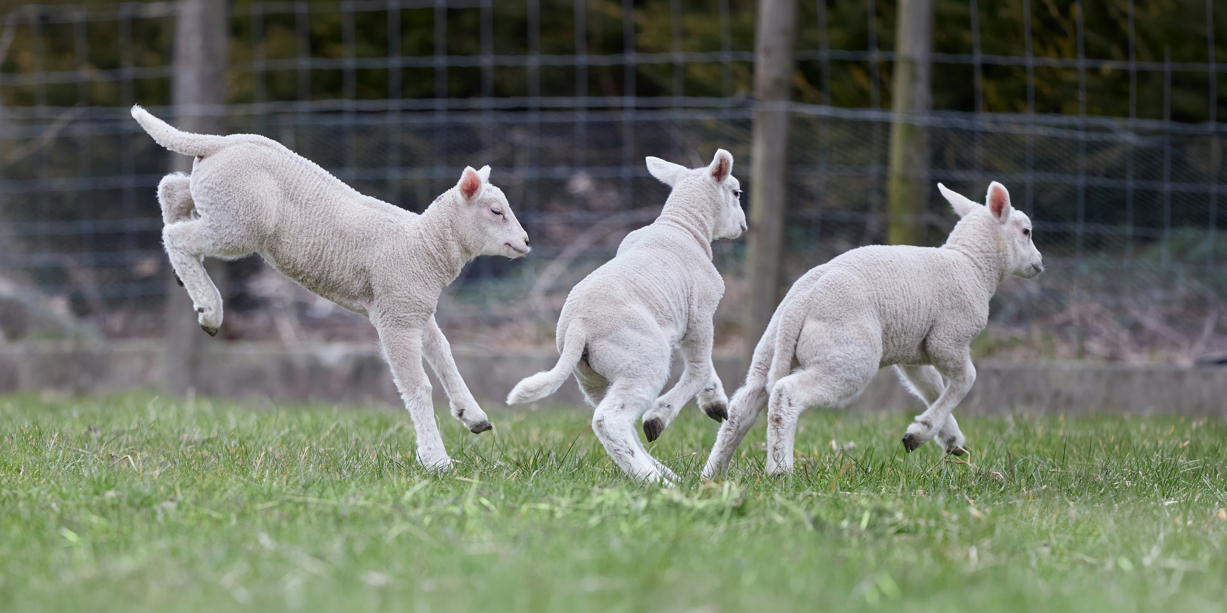 Three White Lambs in a Spring Sprint