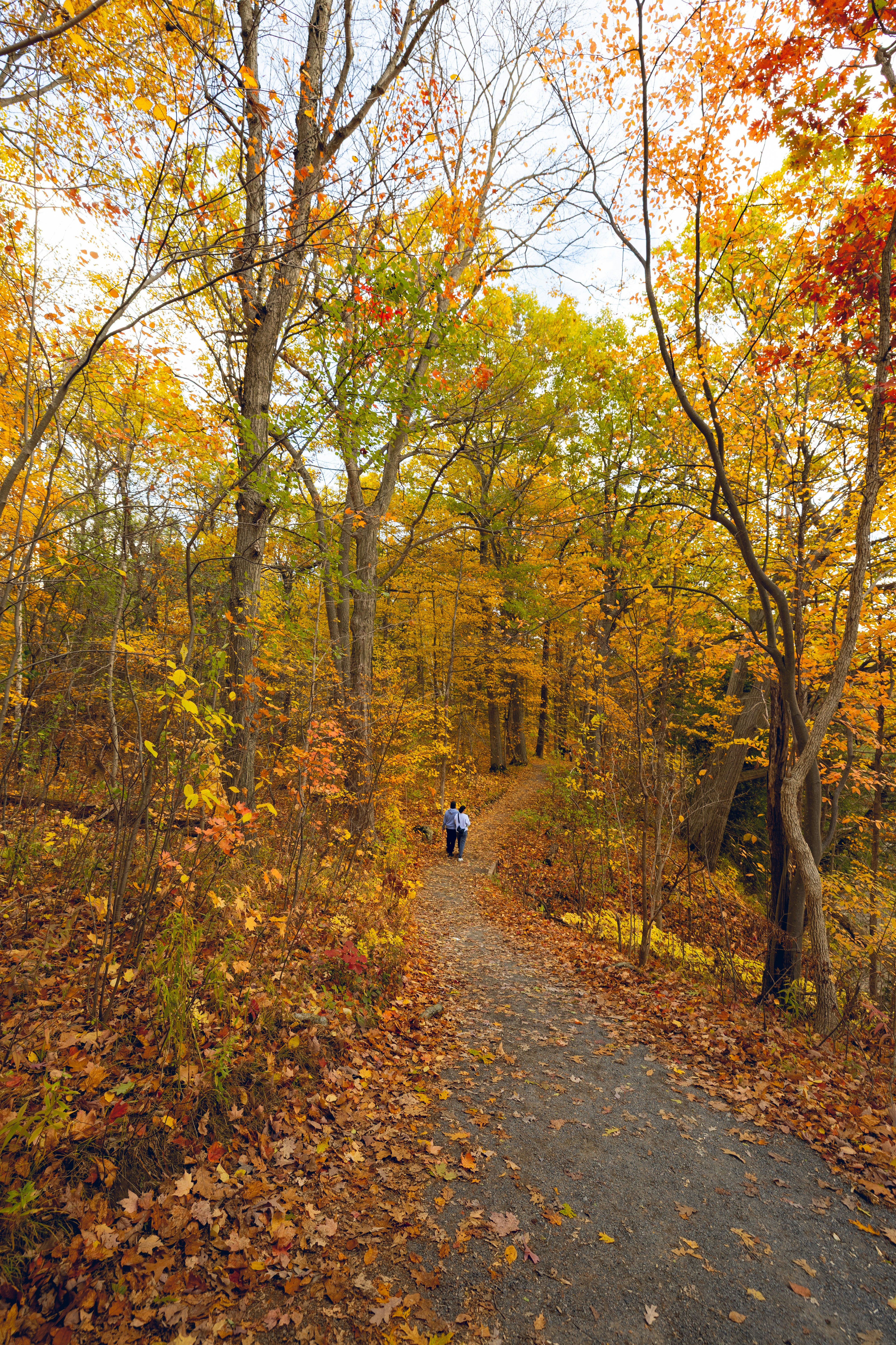 Autumn Path: A Quiet Walk Through Fire-Colored Woods