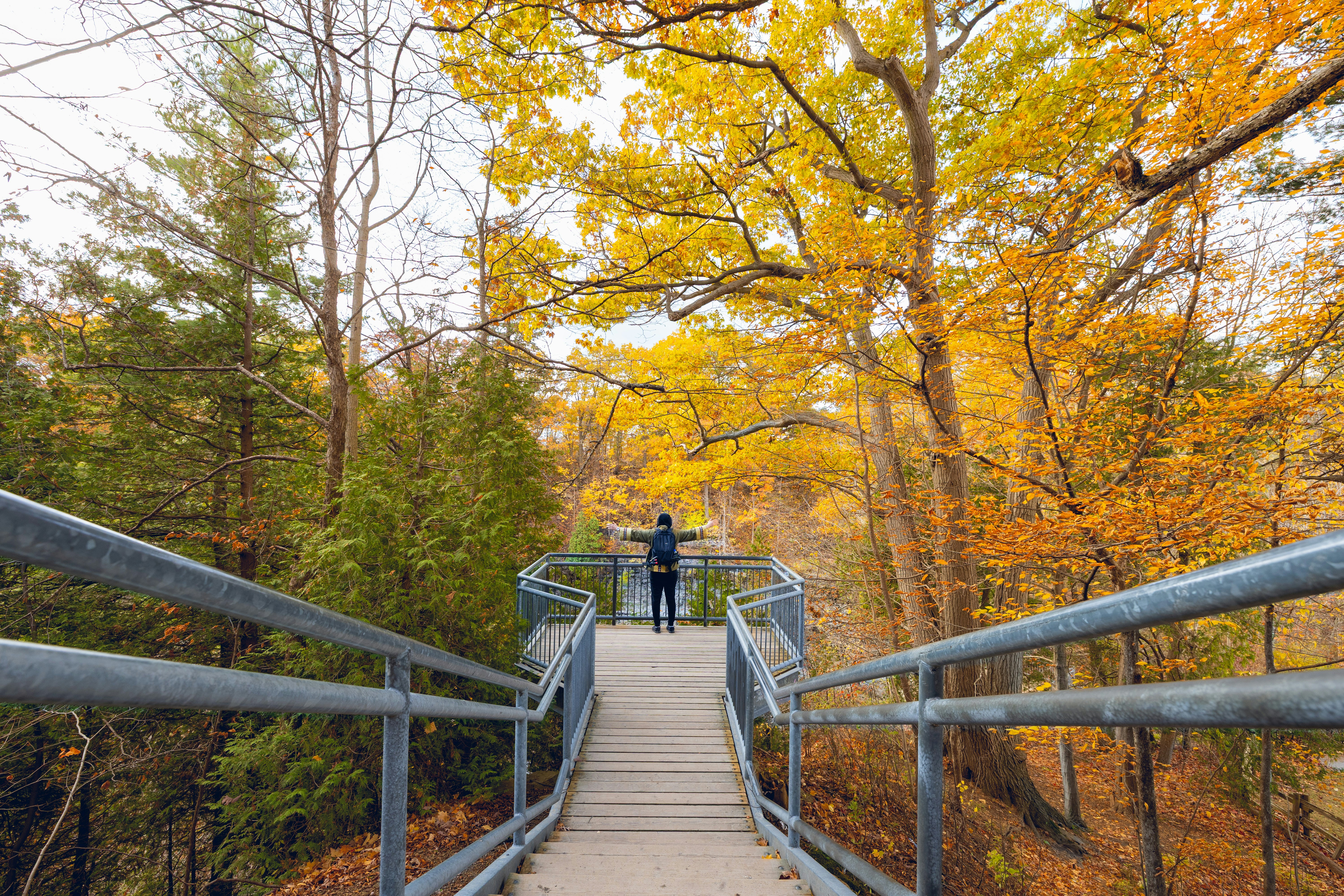 Traveler on a Wooden Bridge Through Autumnier Gold