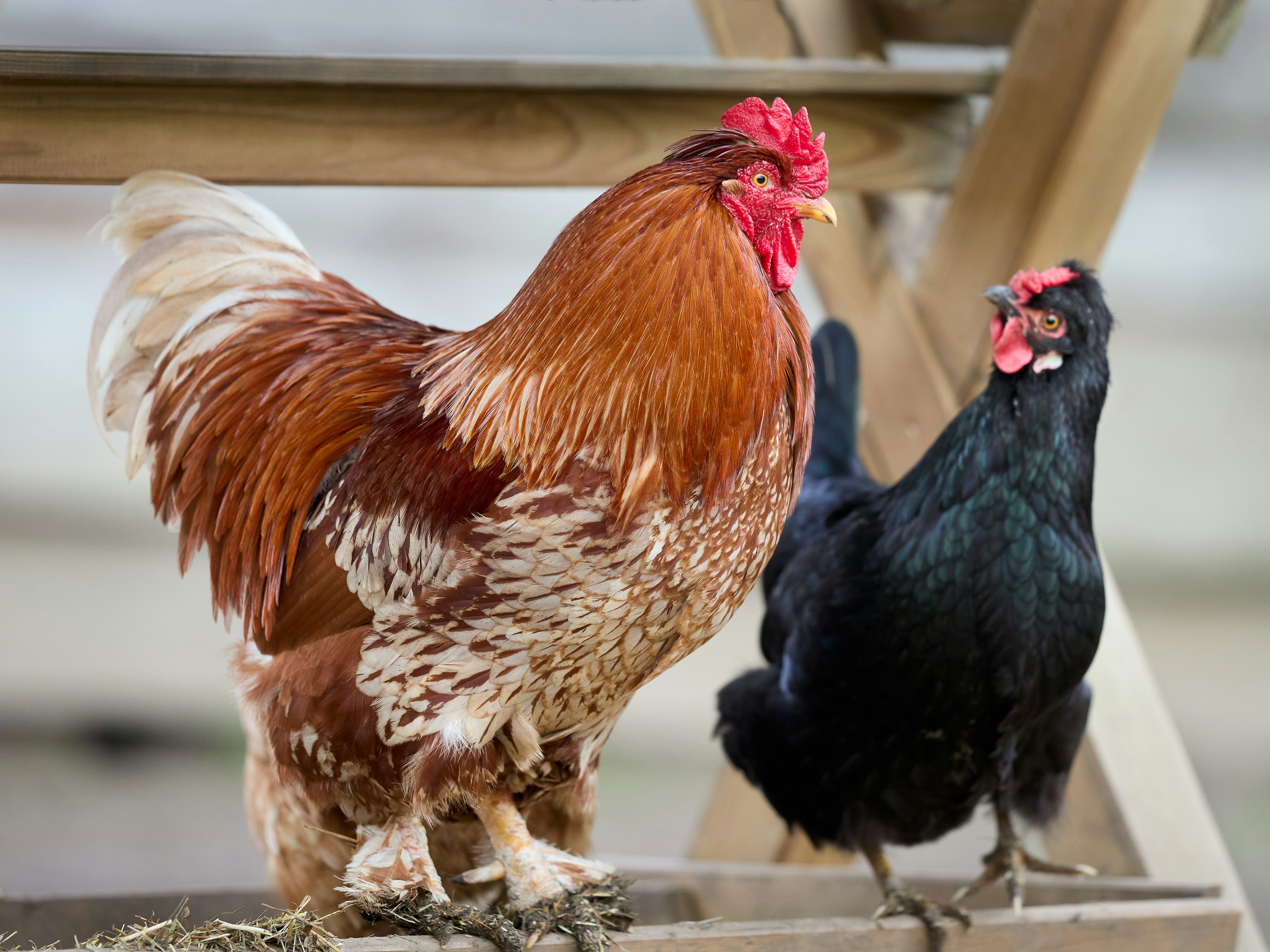 Two Roosters in a Stable of Warm Light and Feather Detail
