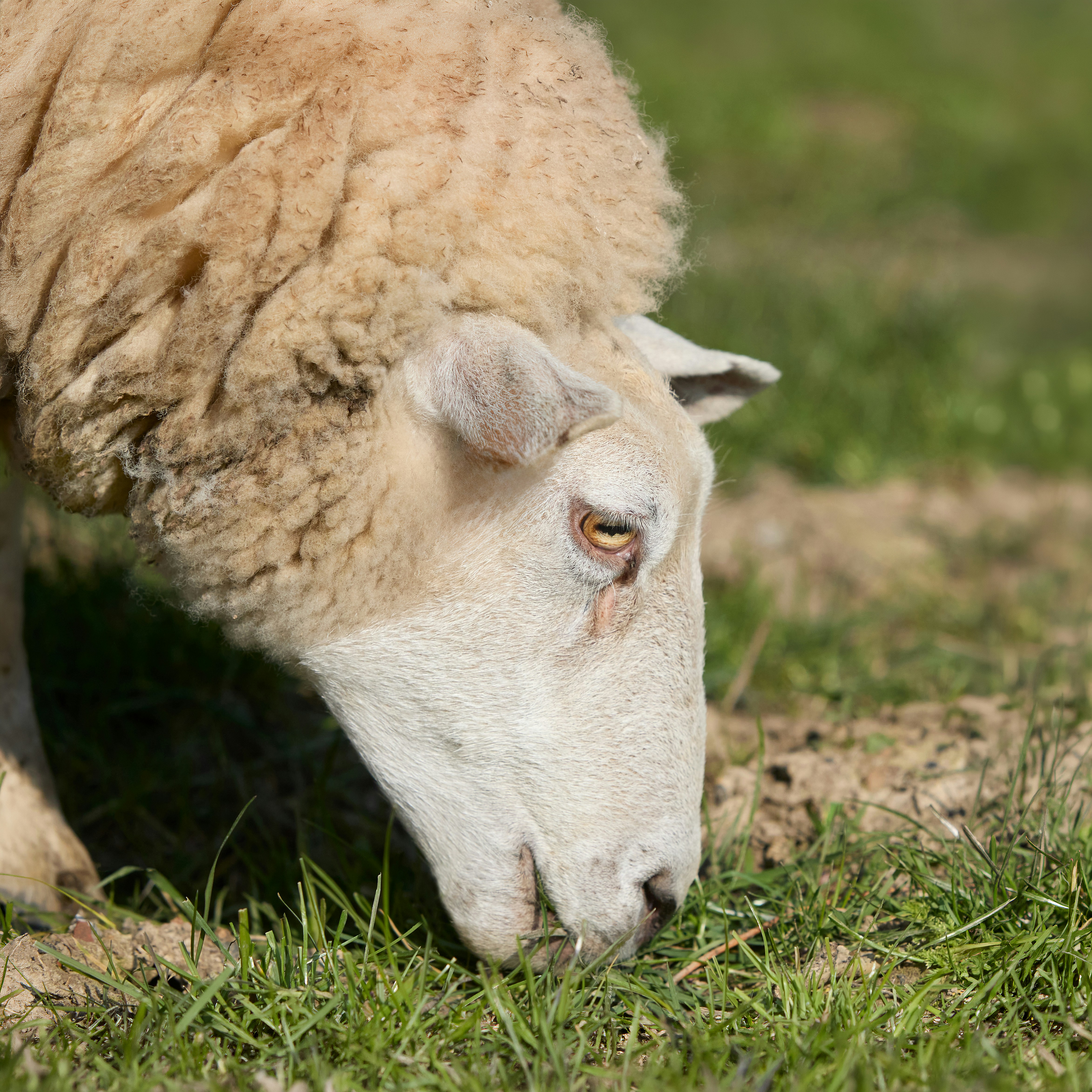 Pasture Grazing Portrait: A Sheep’s Quiet Moment