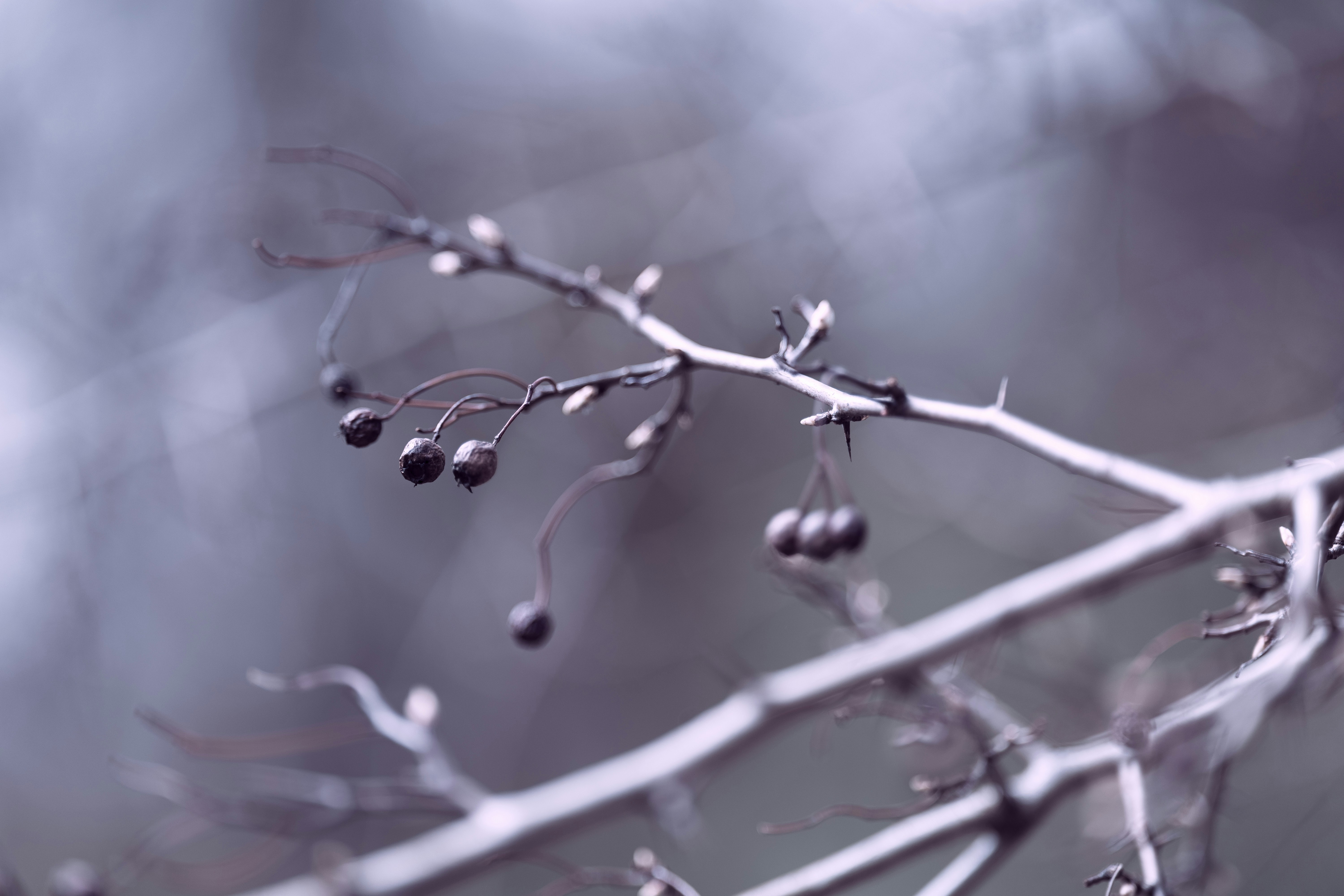 Winter Seed Pods on a Bare Branch in Soft Focus