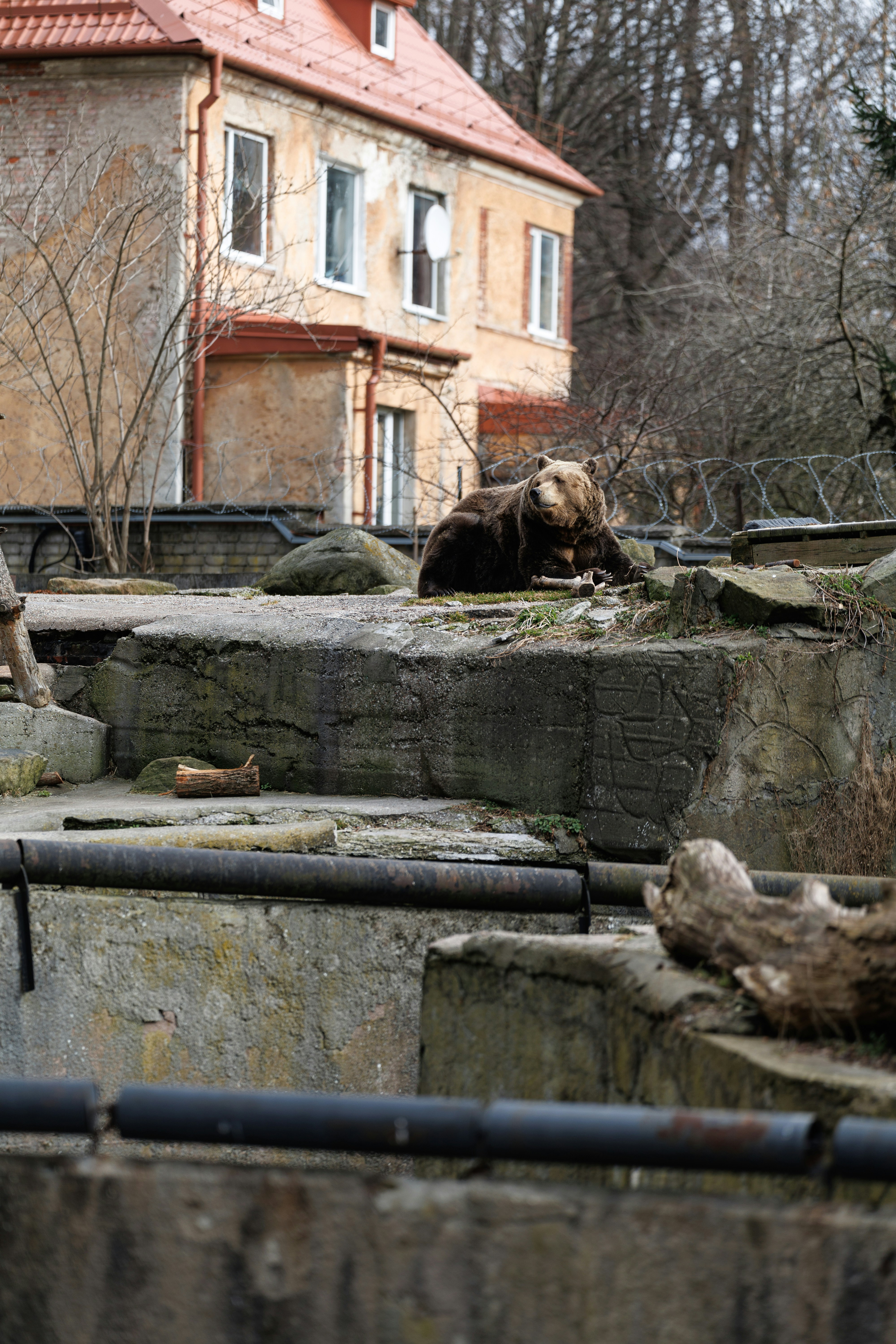 Dusty brown dog rests on a crumbling concrete ledge beside a canal, with a weathered orange building and leafless trees in the background.