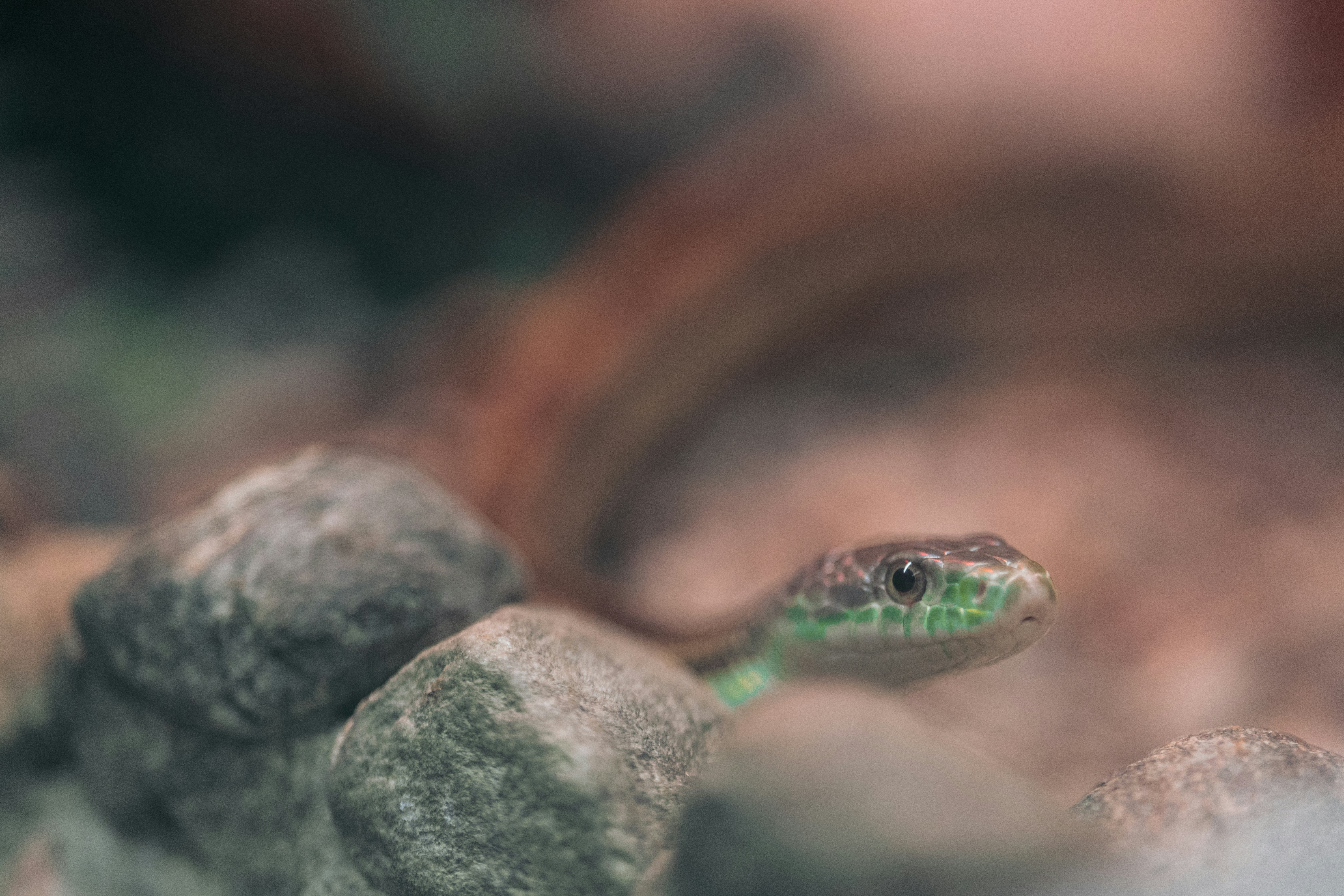 Green-lipped serpent peeking through smooth river stones