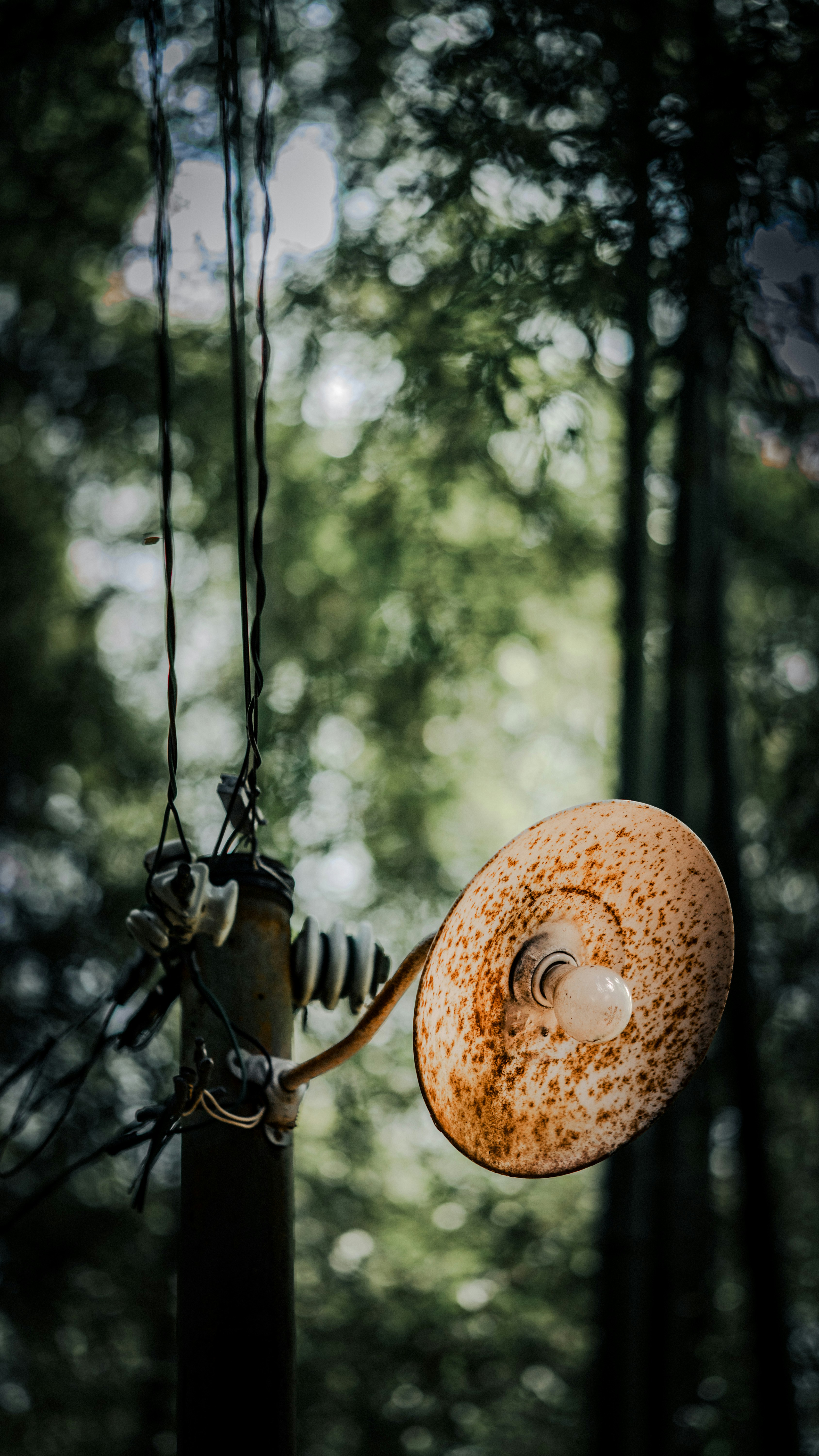 Rust and Light: An Old Lamp in a Forest Hollow