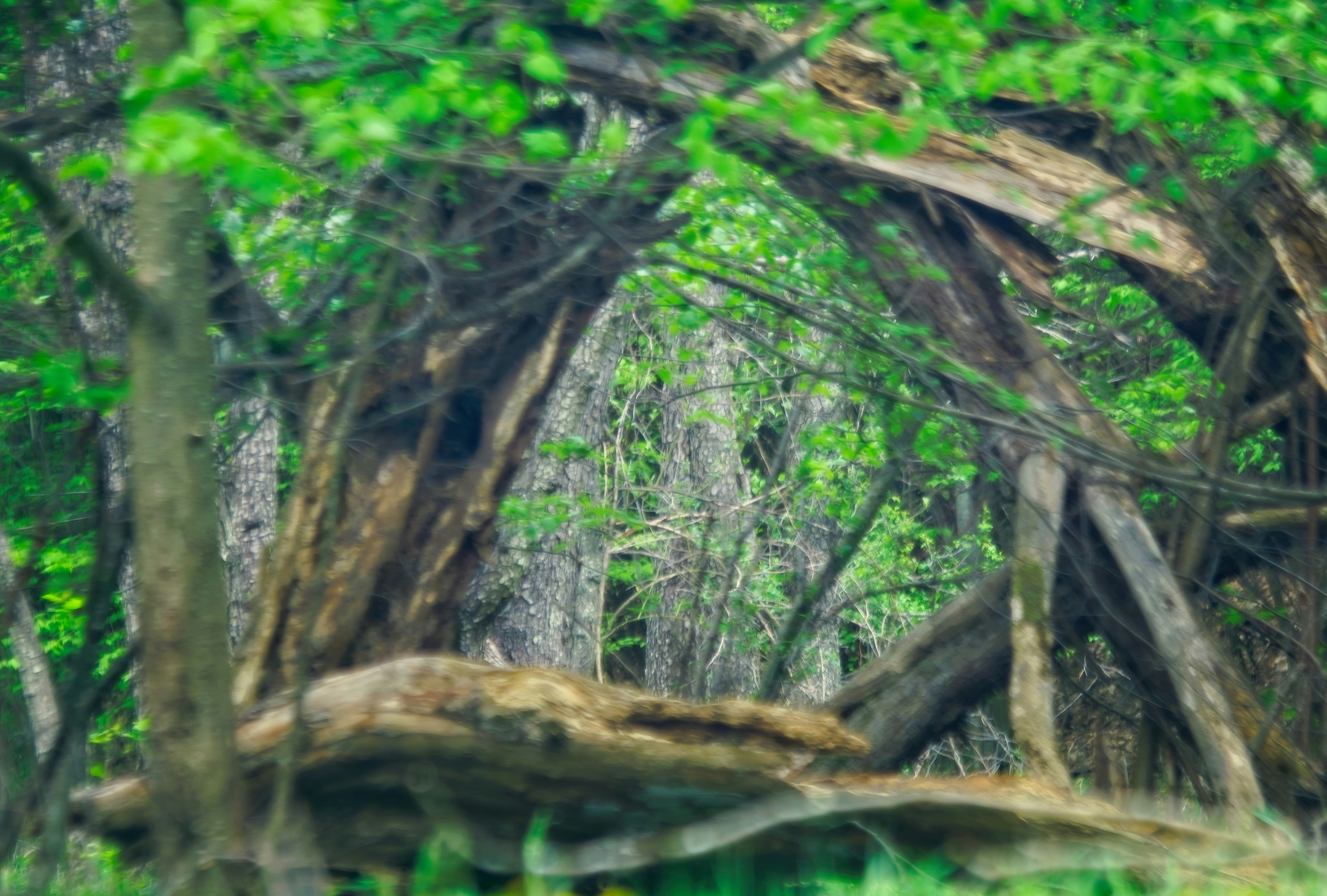 Forest Tracery: Sunlit Gaps Between Fallen Timber