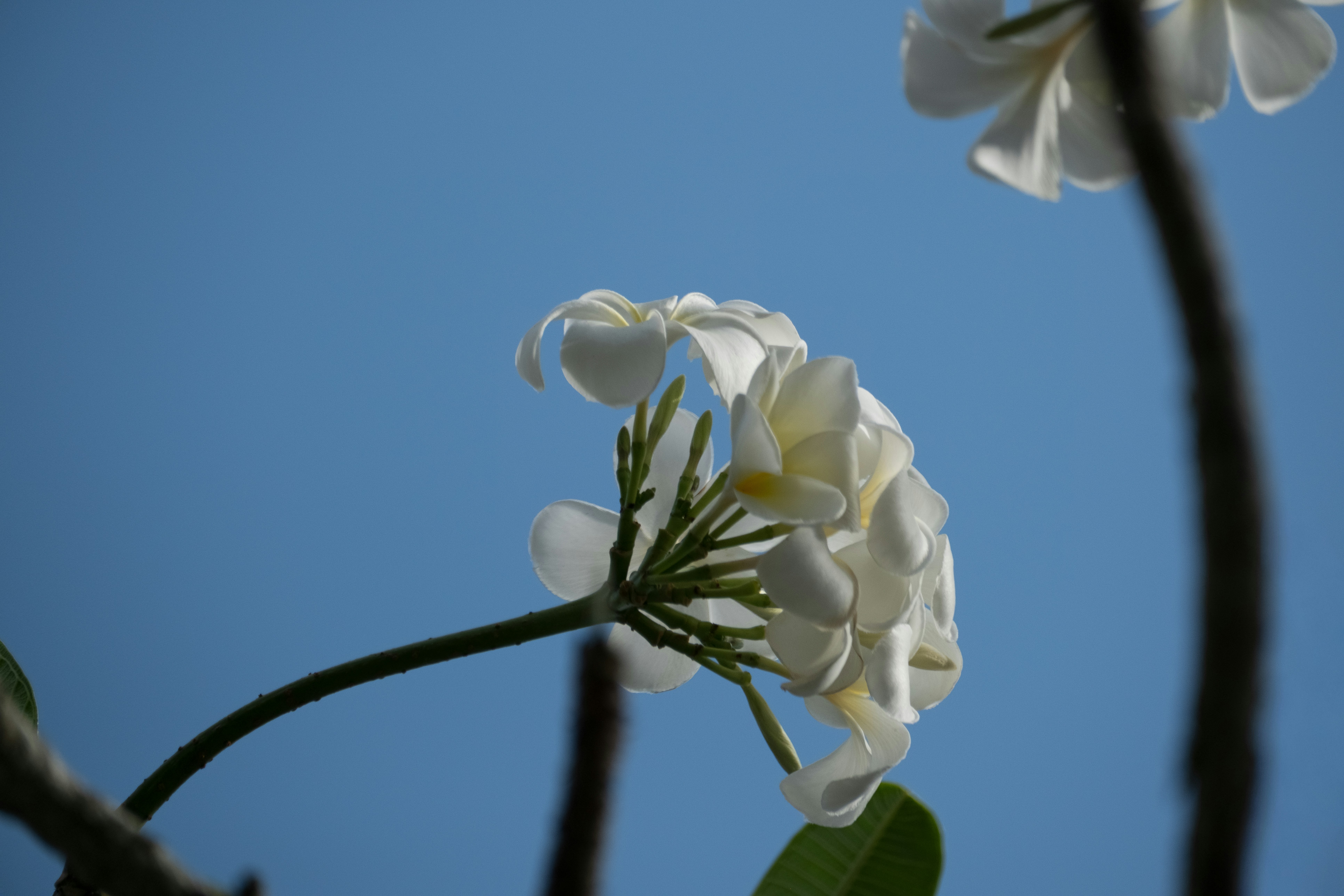 Low-angle Bloom: White Plumeria Against a Clear Blue Sky
