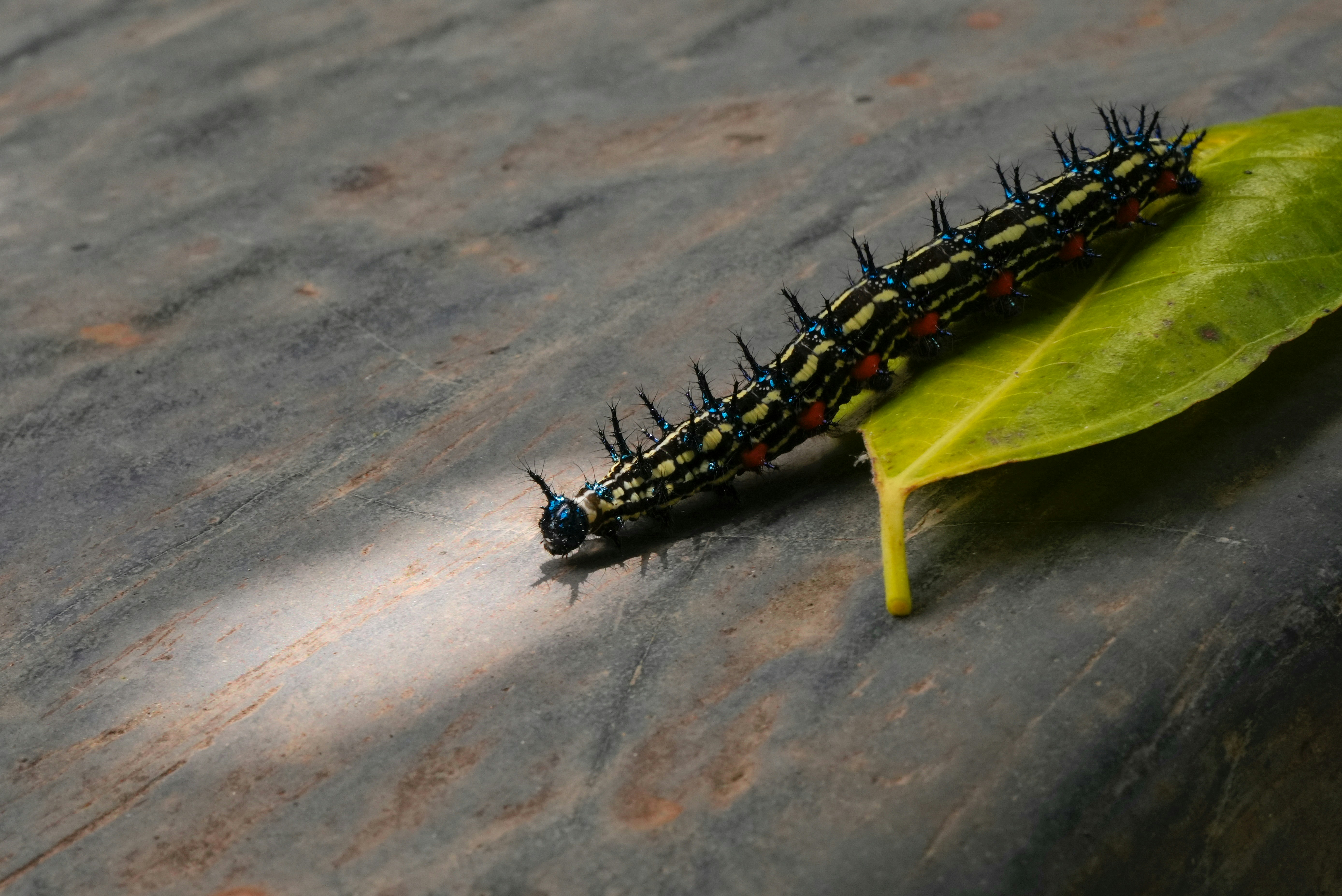 Colorful Spiky Caterpillar Crossing a Weathered Leaf