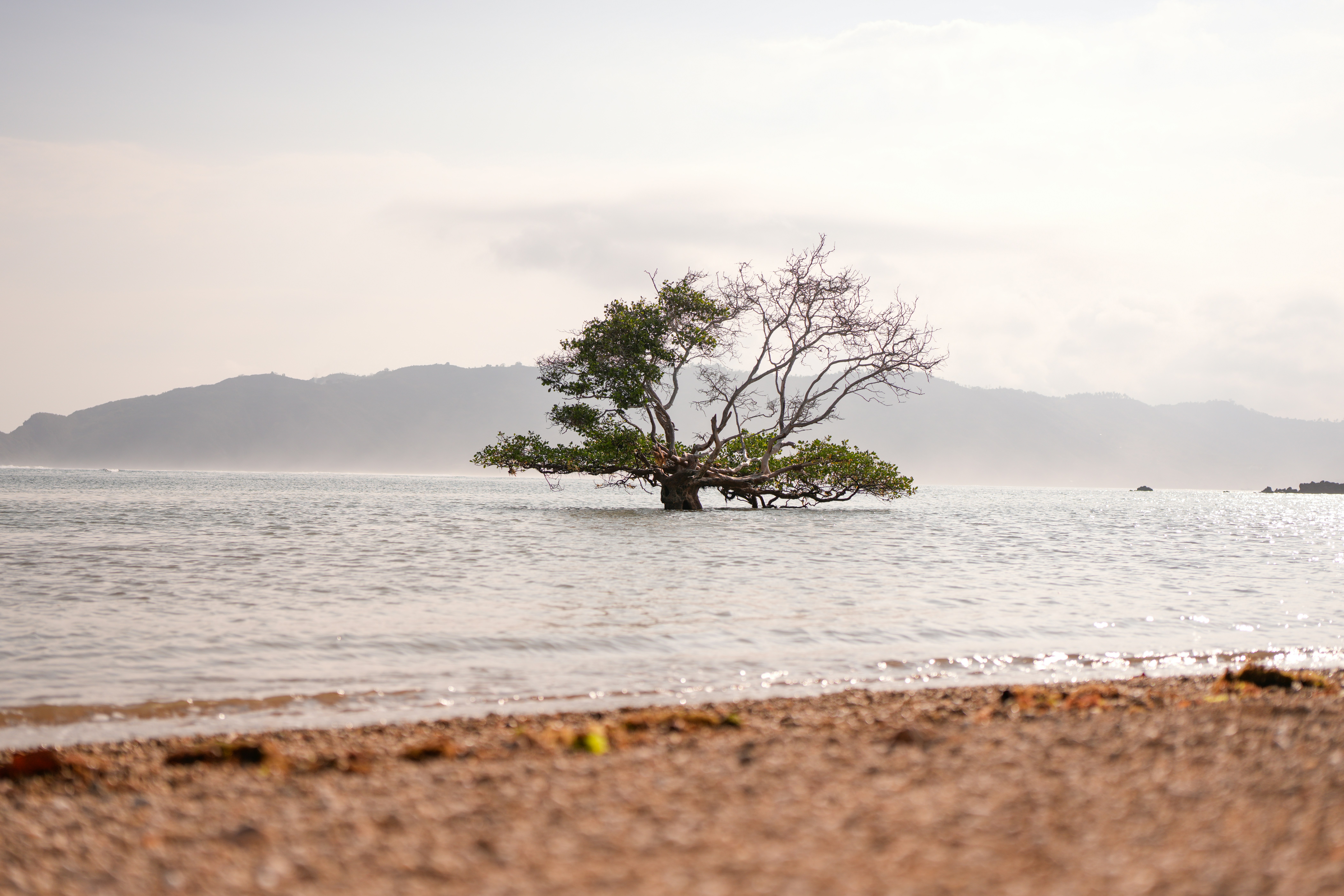 Isolated Tree of Calm Waters
