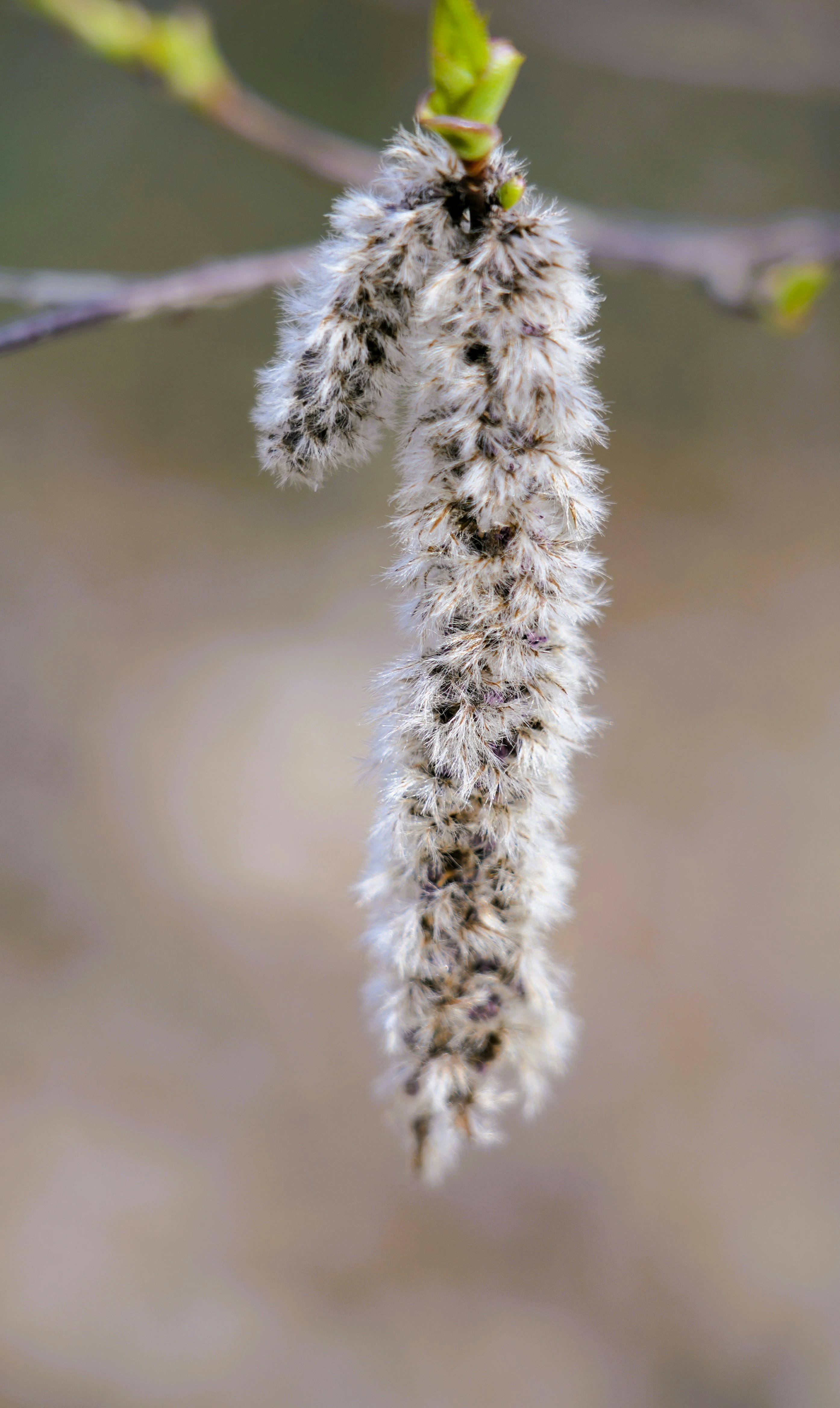 Silky Catkins in Soft Focus