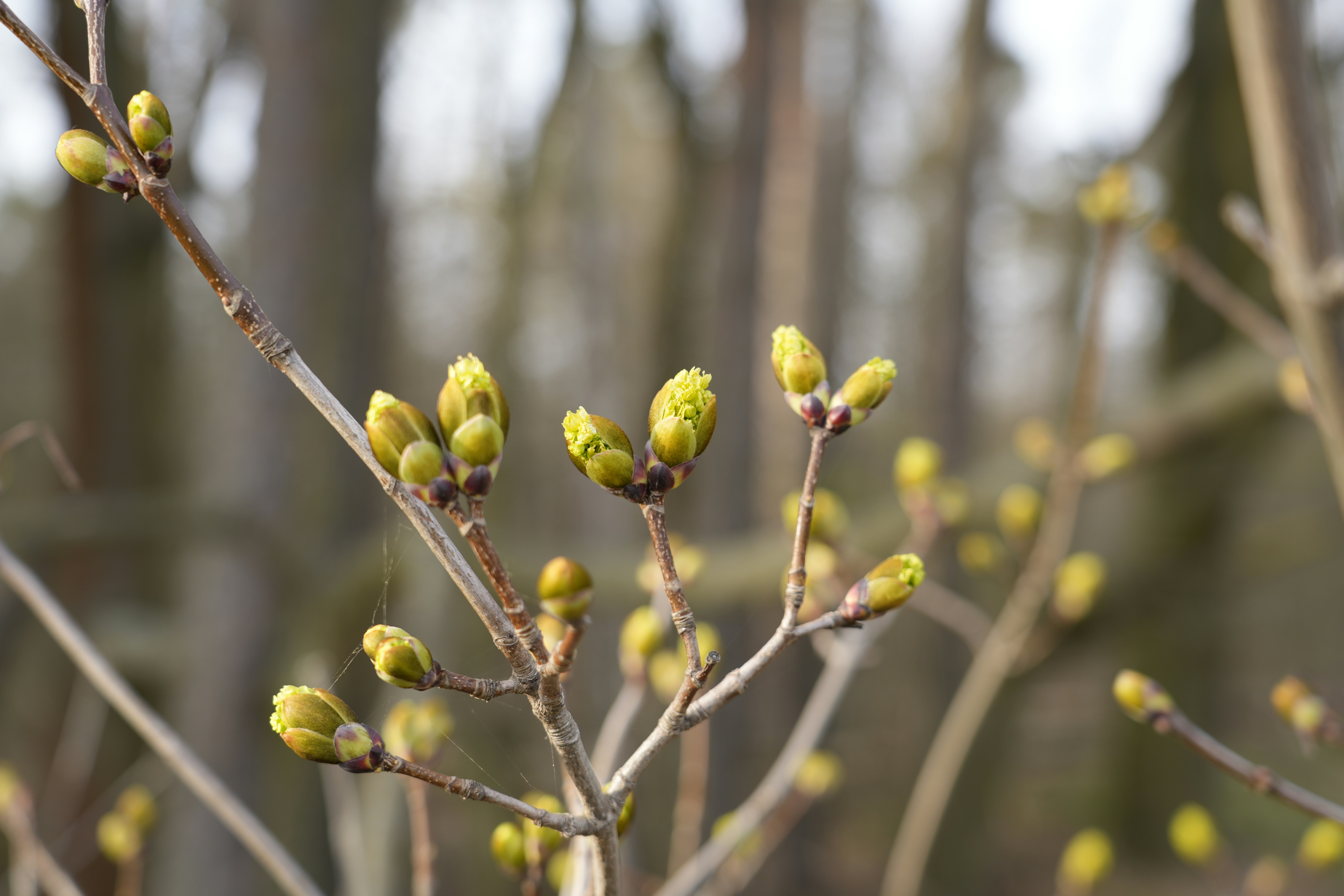 Early Buds on Winter Branches