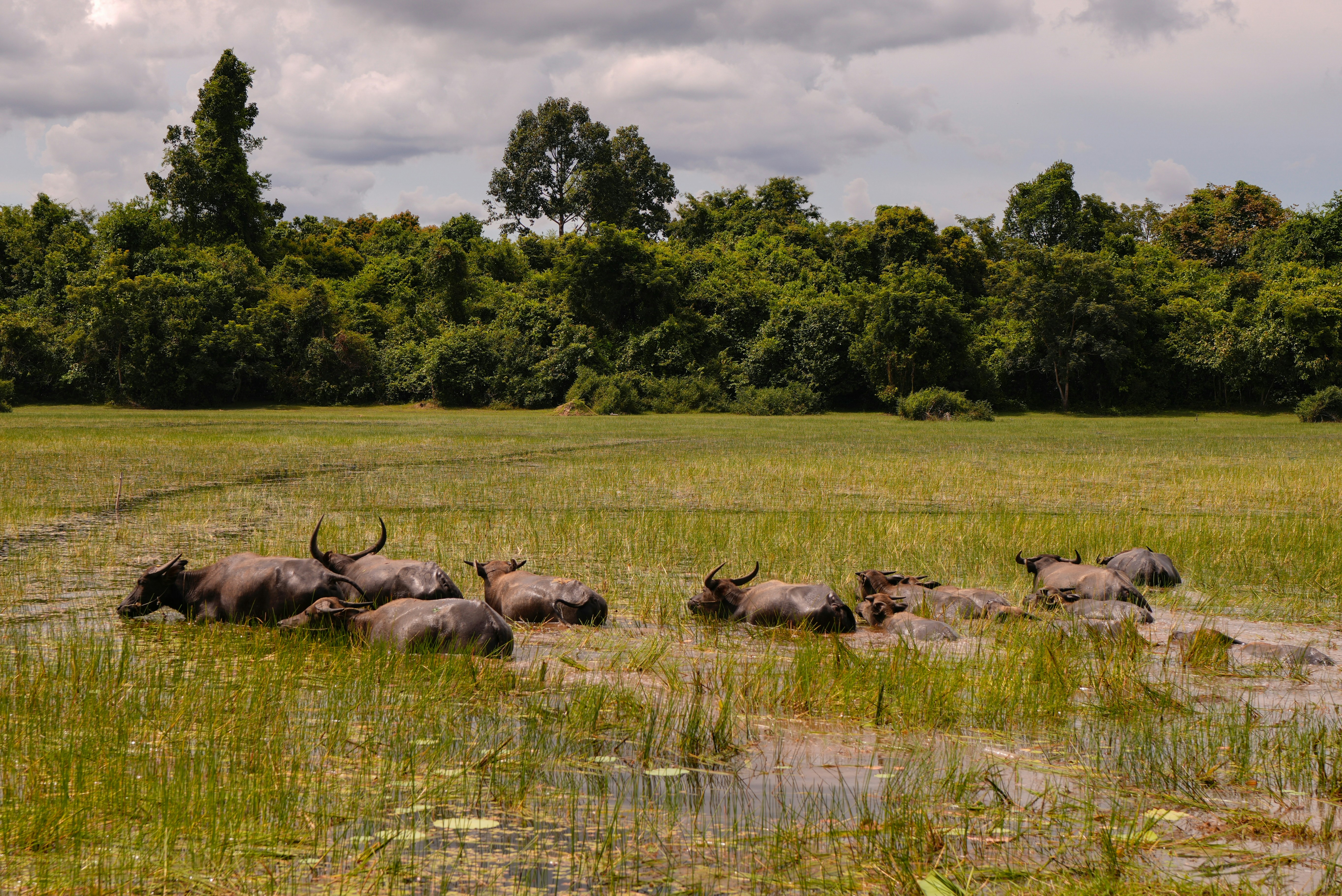 Herd of Warthogs lounging in a shallow marsh near a grassland edge