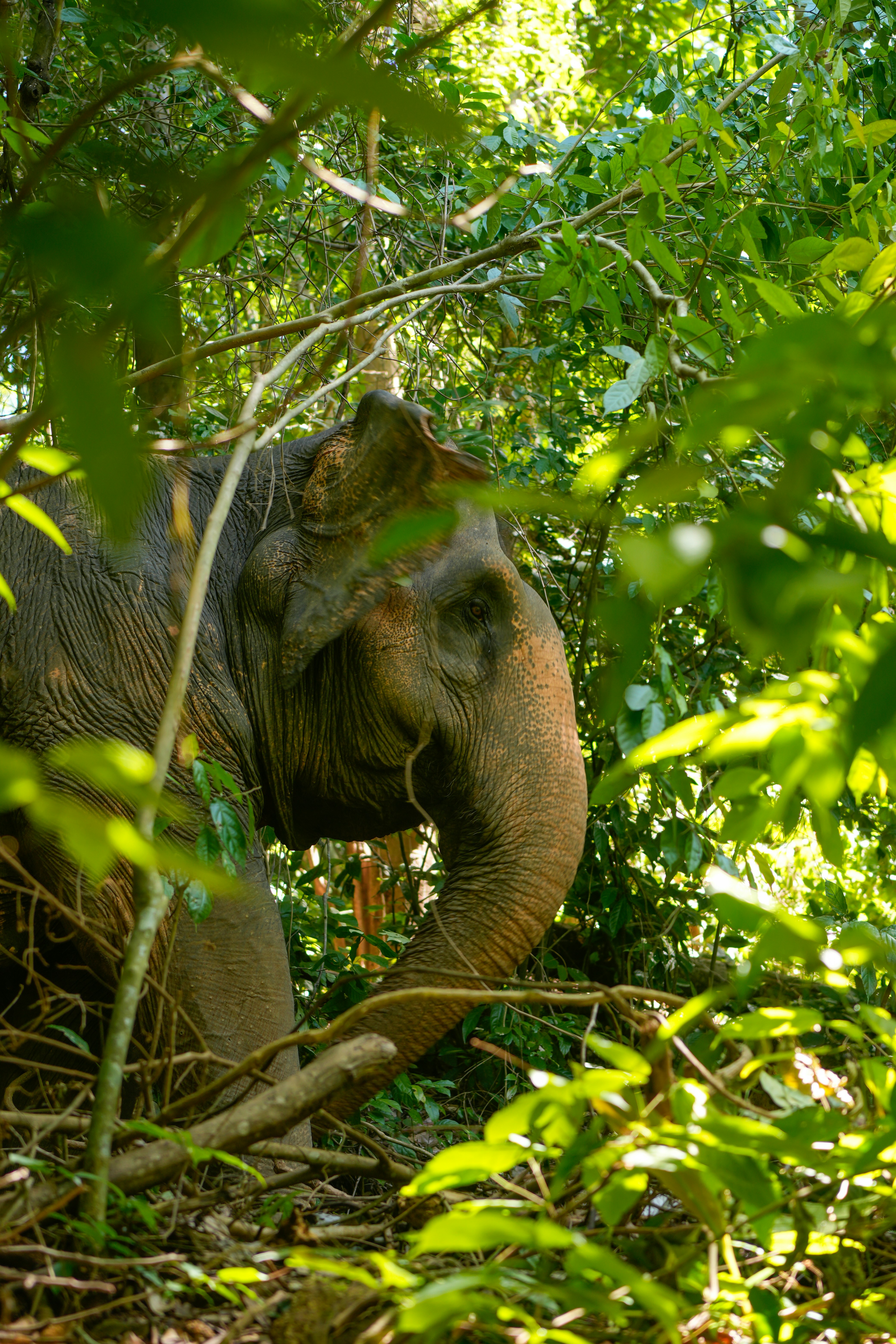Hidden Giant: An Elephant cautiously emerges from the jungle