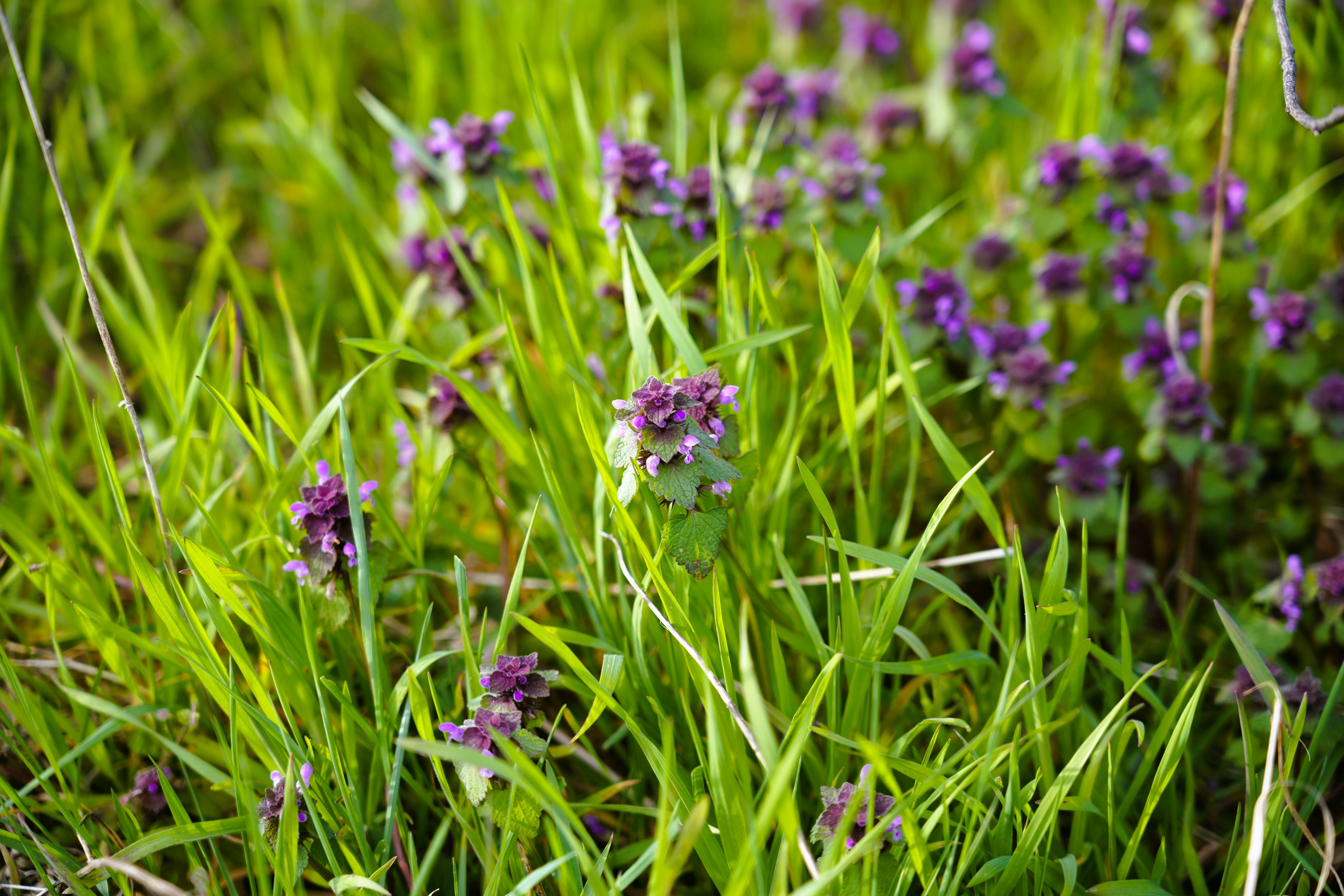 Purple wildflowers amid bright green blades in sunlit meadow