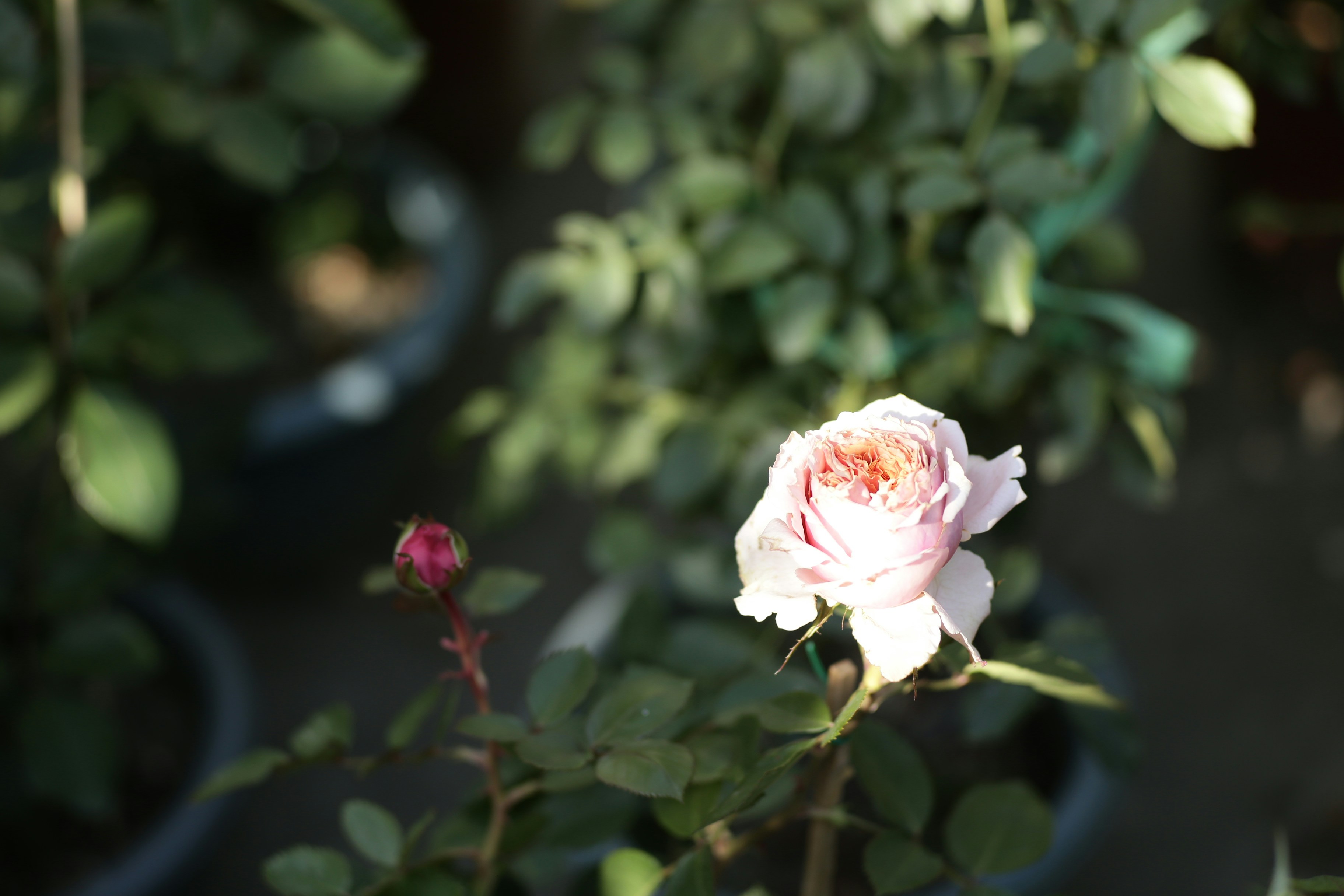 Soft Rose in Focus: A Gentle Glimpse through Garden Dapple