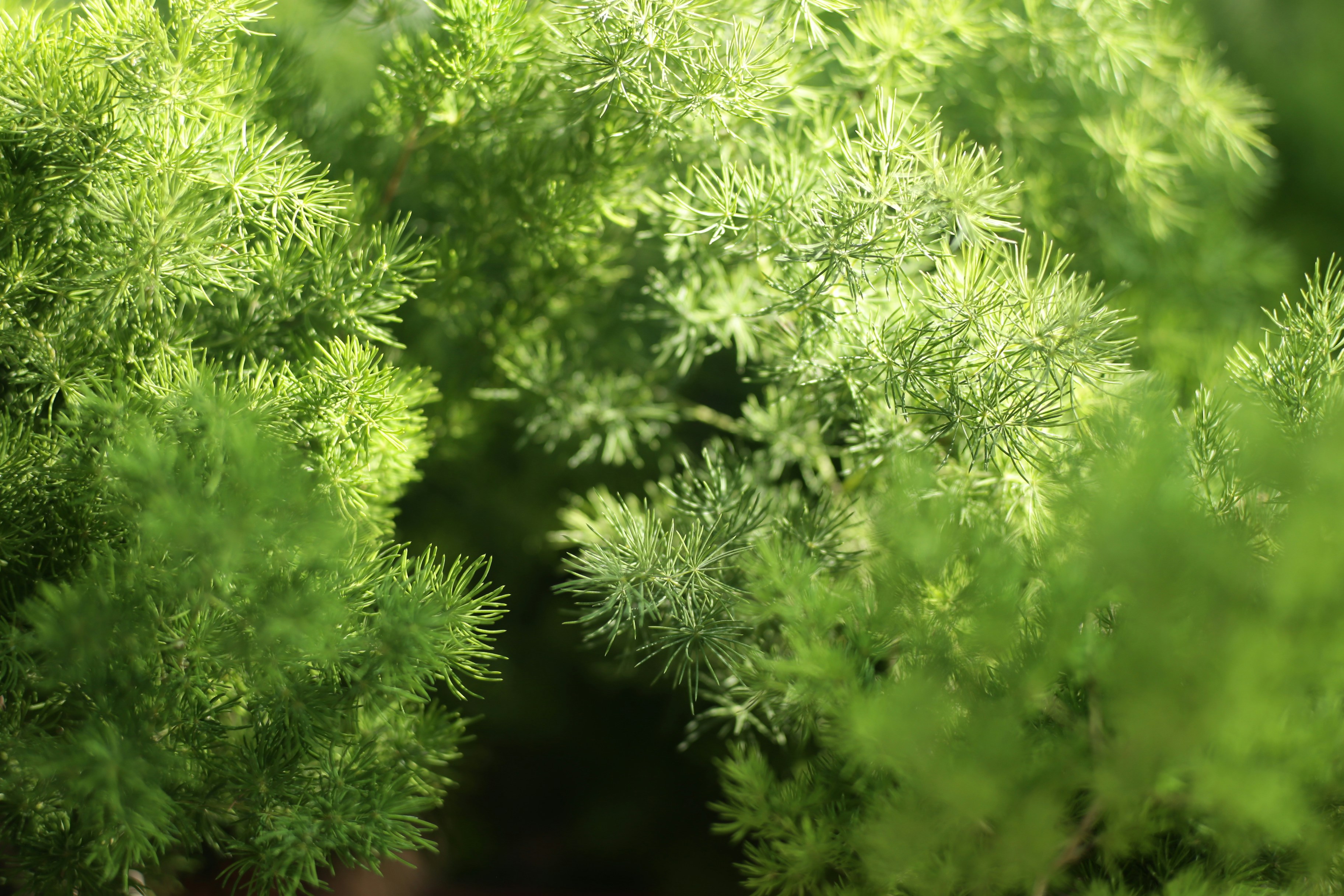 Emerald Ferns: Sunlit Fronds in Quiet Green