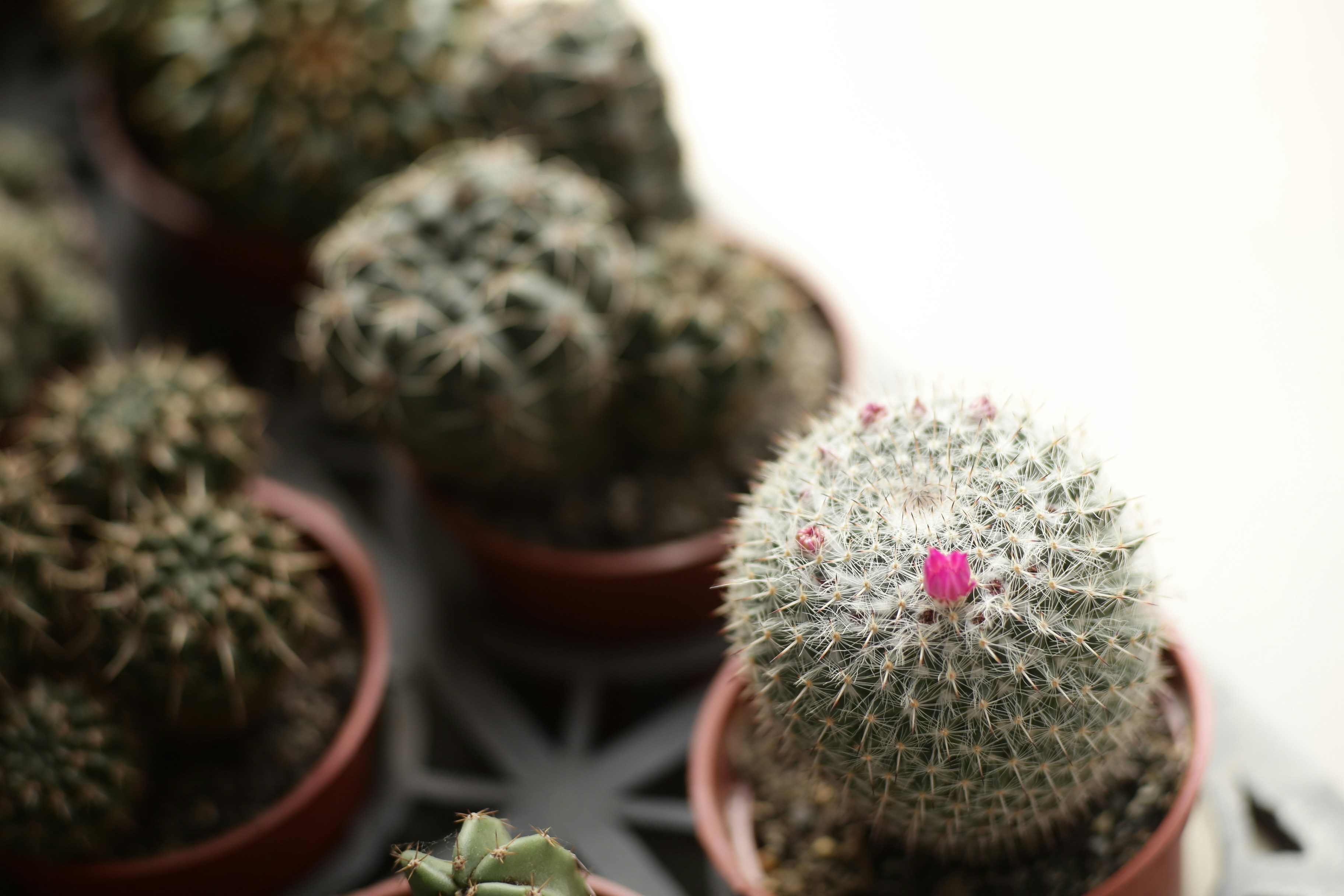 Pink Bloom Among Thorns: A Close-Up of a Tiny Cactus In Bloom