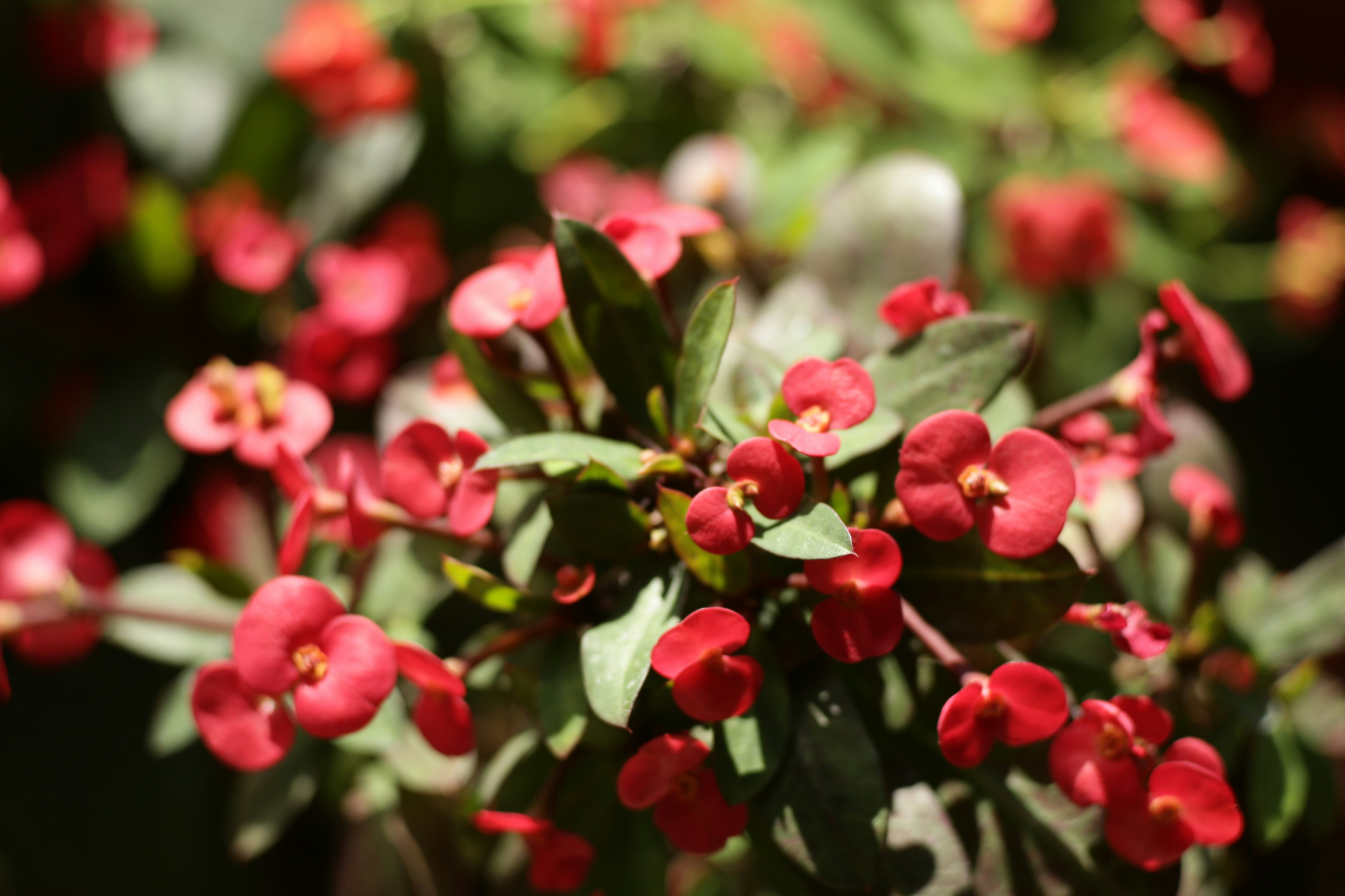 Blooming Red Bunches: A Sunlit Burst of Garden Color