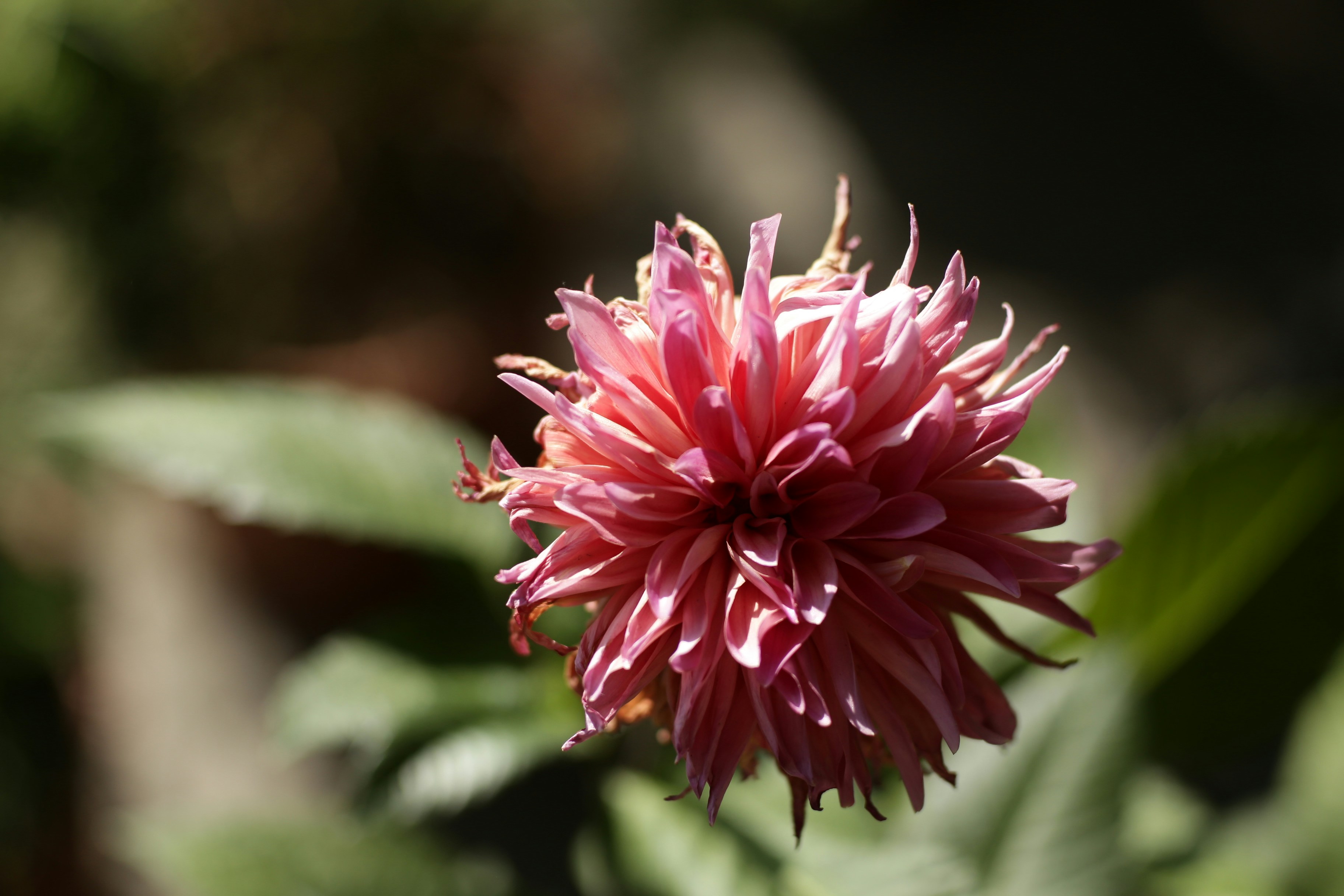 The Rosette Bloom: Pink Dahlia in Sharp Focus