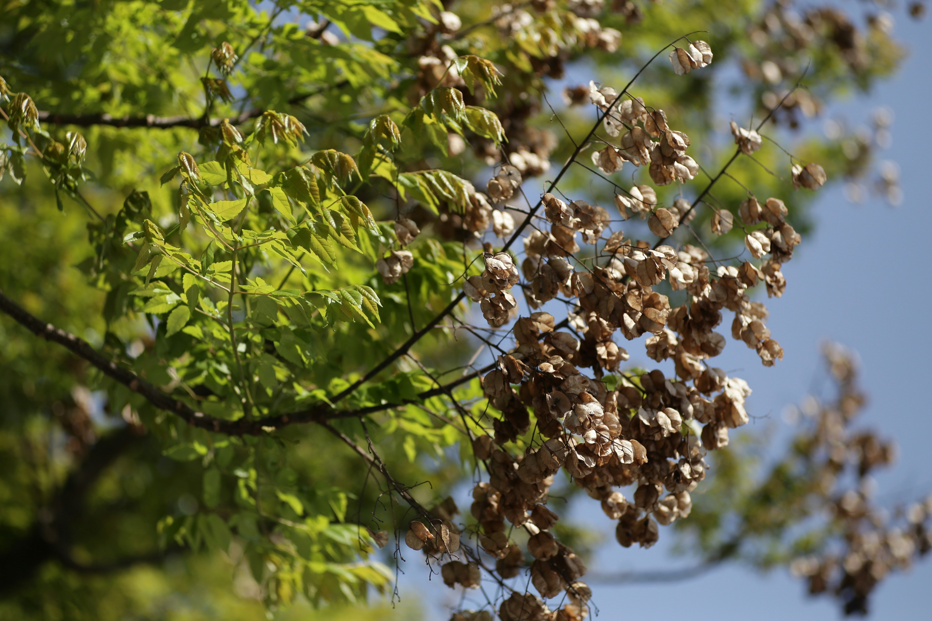 Blossoms in the Sunlight: A Dewy Spring Contrast