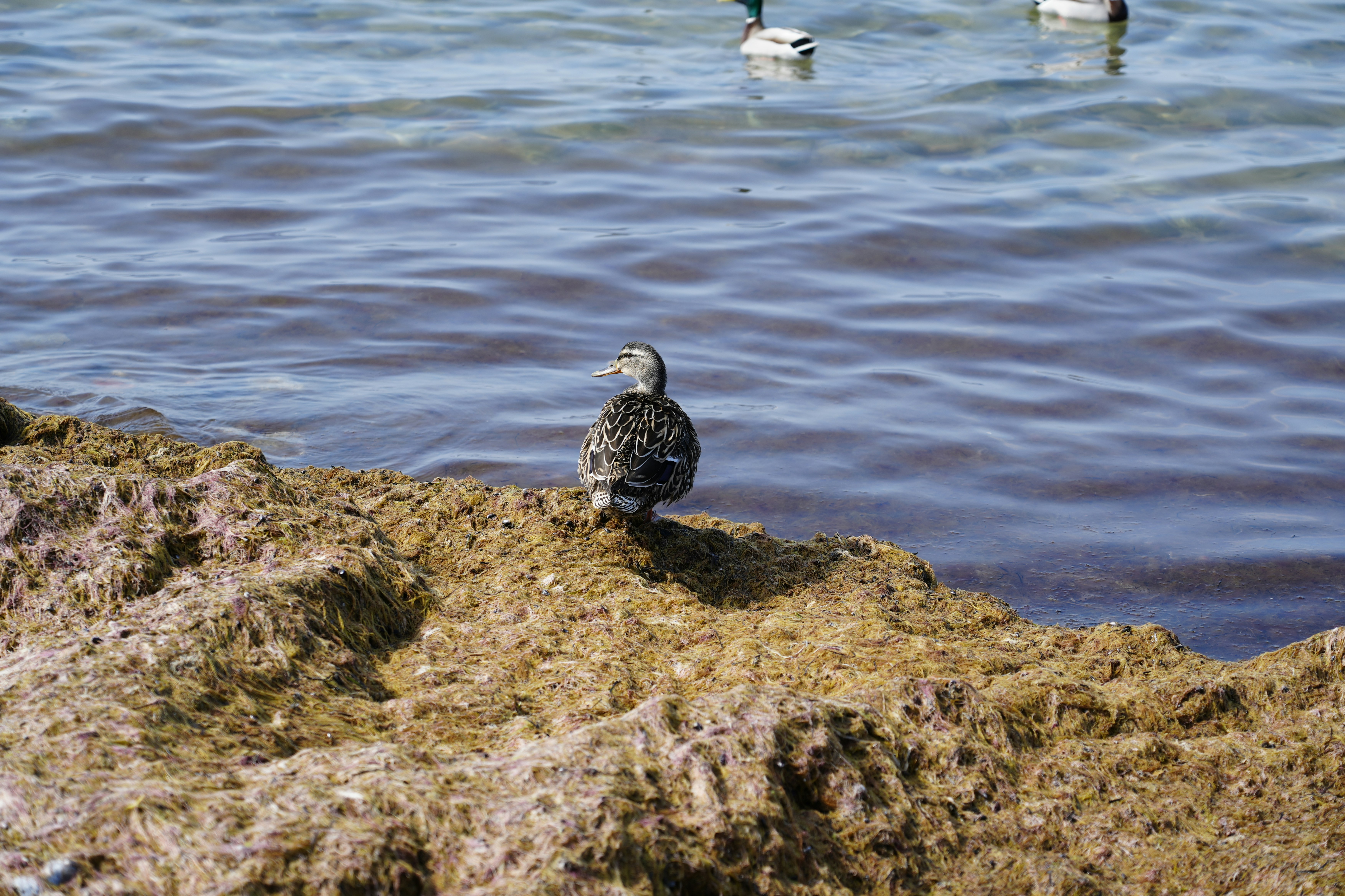 Rock-Ledge Watcher: A solitary shorebird on sunlit tidal stones