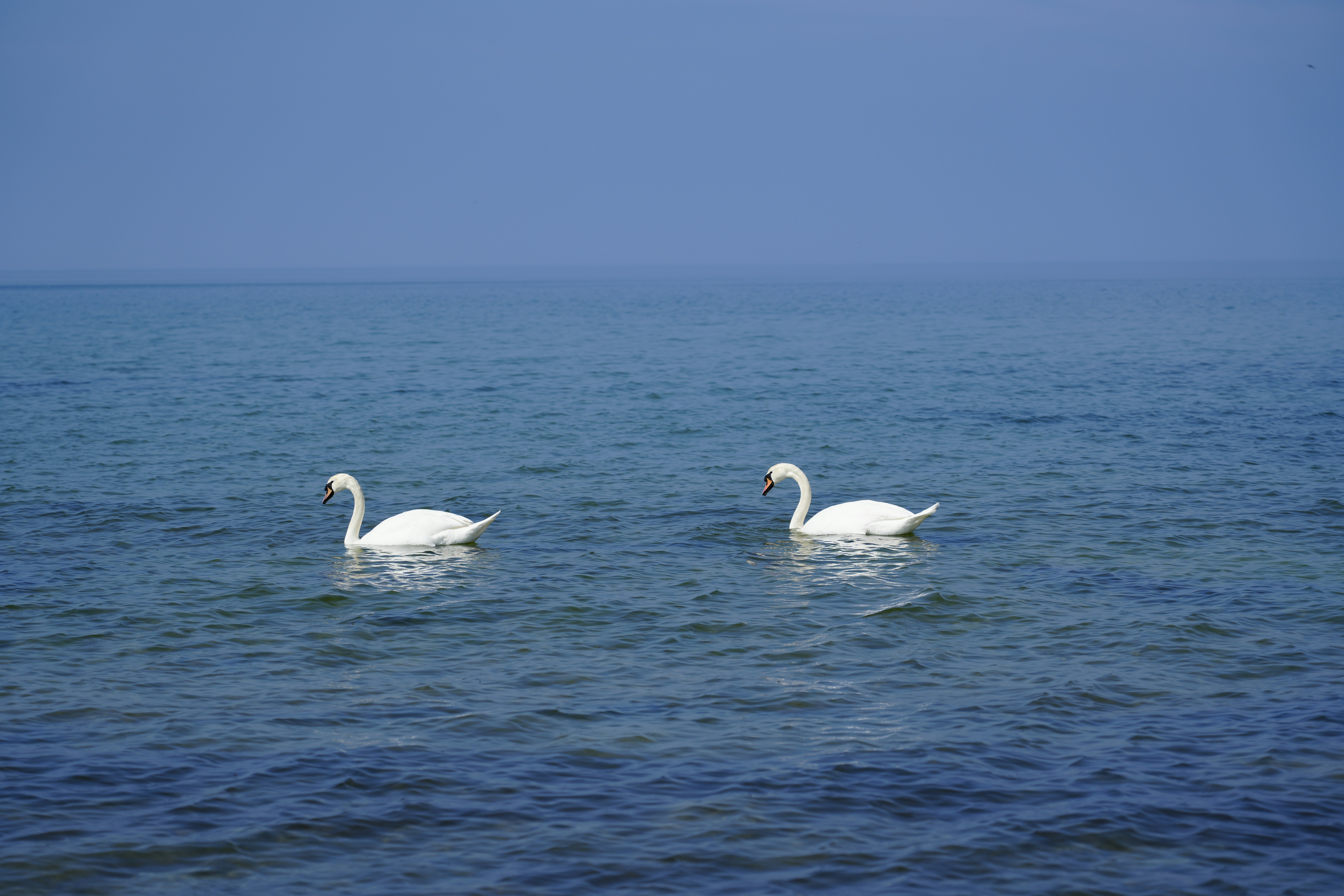 Twin Swans at Distant Horizon