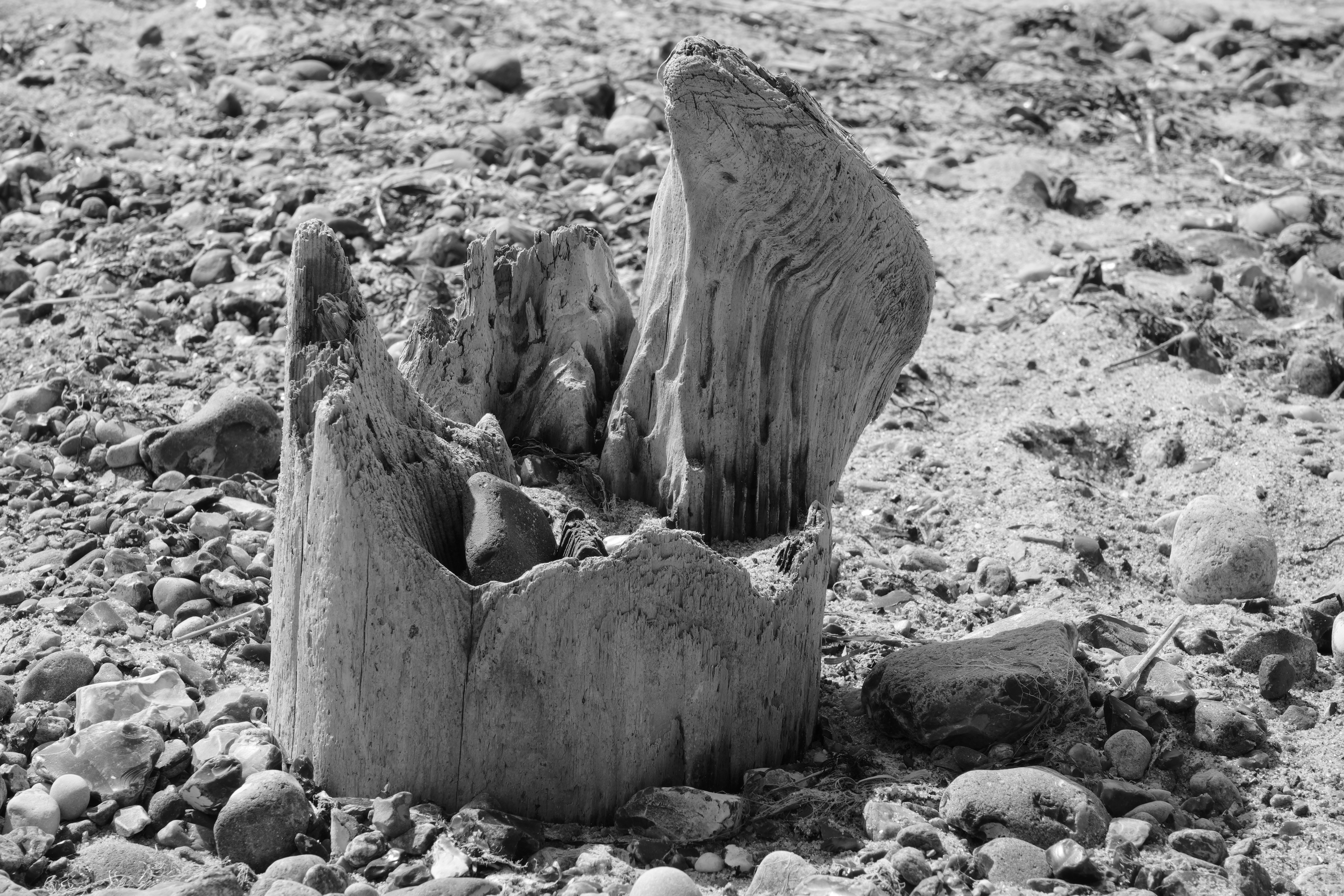 Weathered Remnant: A Silhouetted Charm Erupts from Pebble Bed