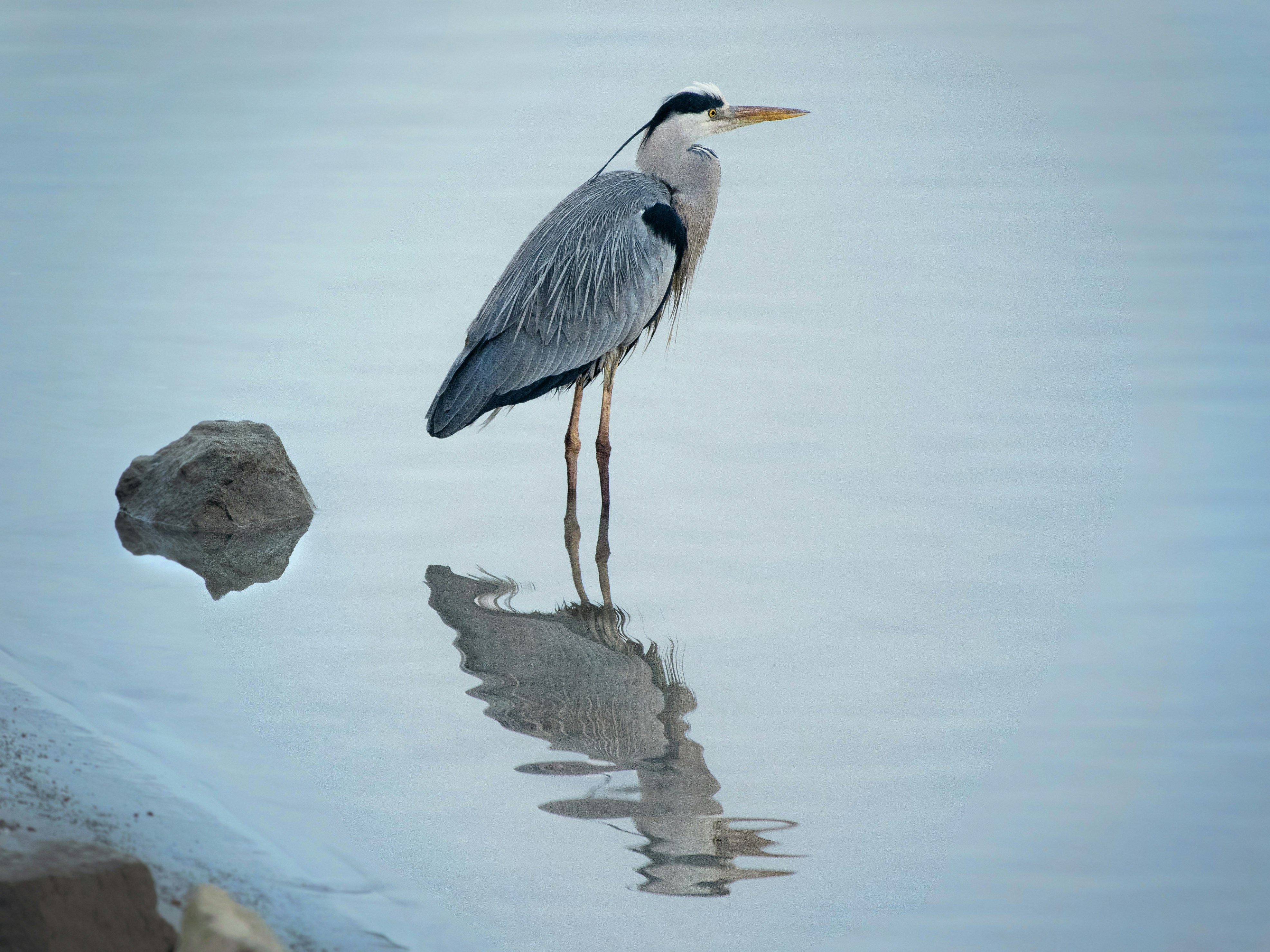 Elegant Heron Stands in Quiet Salt-Flat Mirror