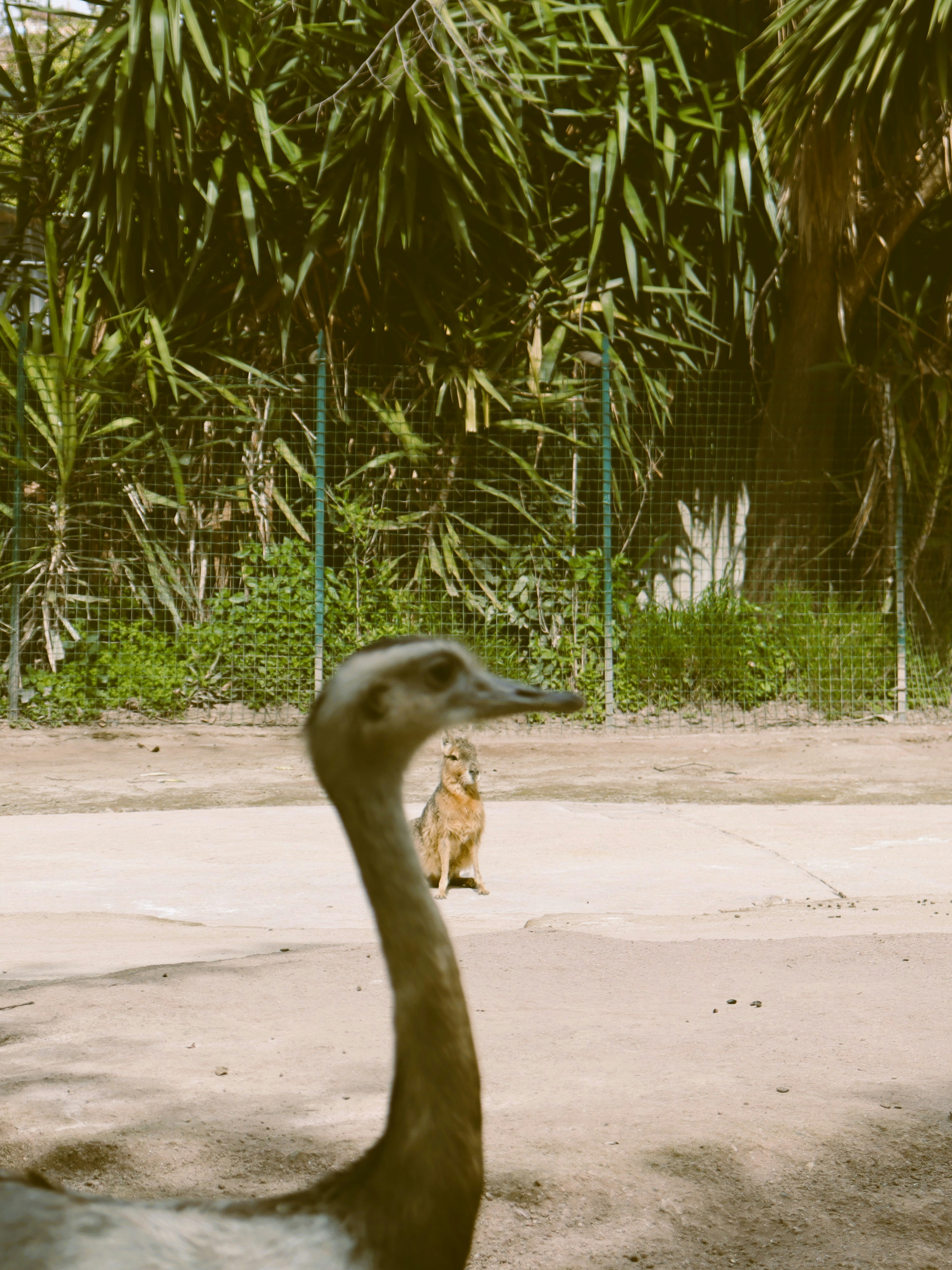 Attention in the Yard: A Curious Fox Sentinel Framed by a Flanking Swan