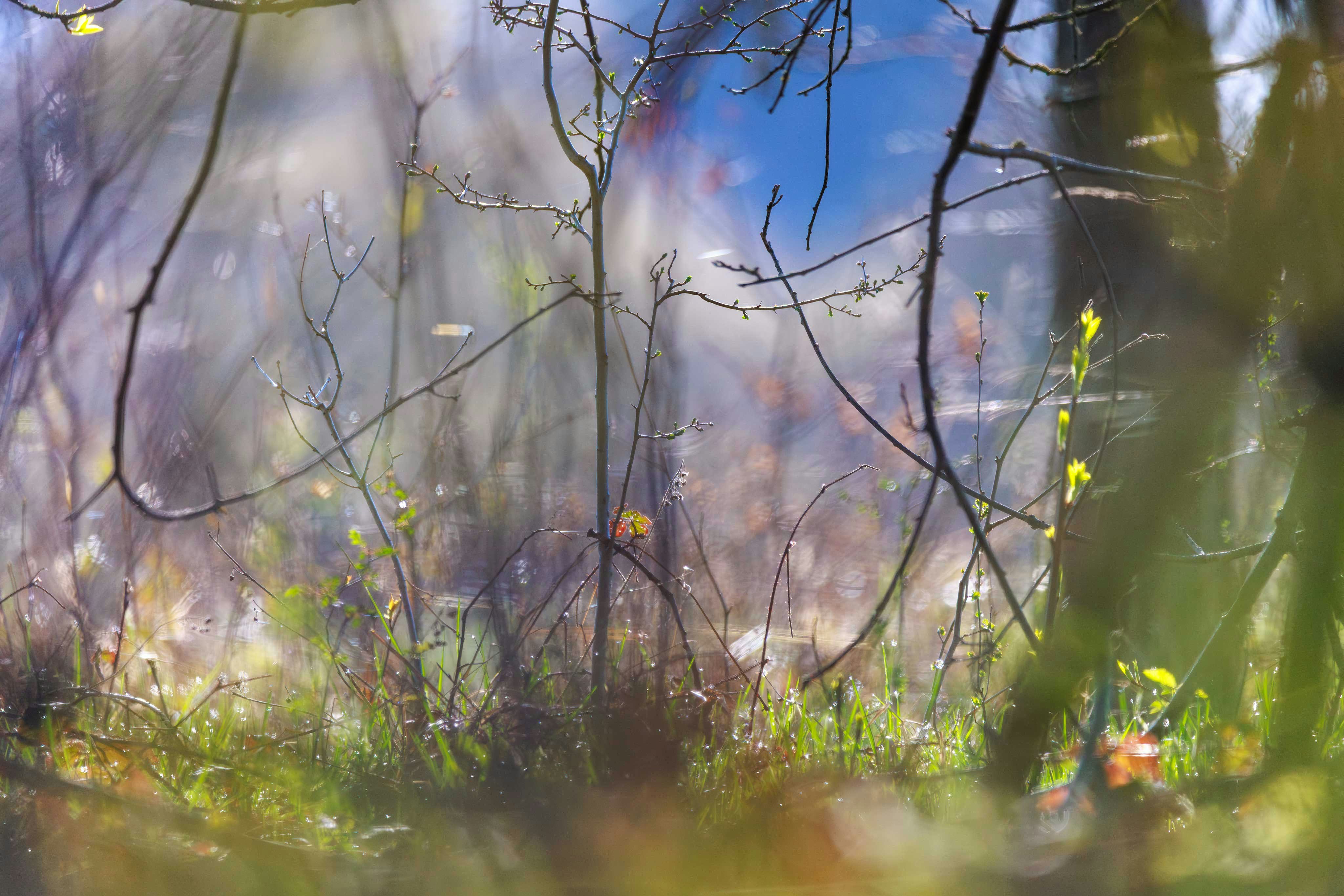 Forest in Focus: Delicate Spring Sprouts Surrounded by Blur