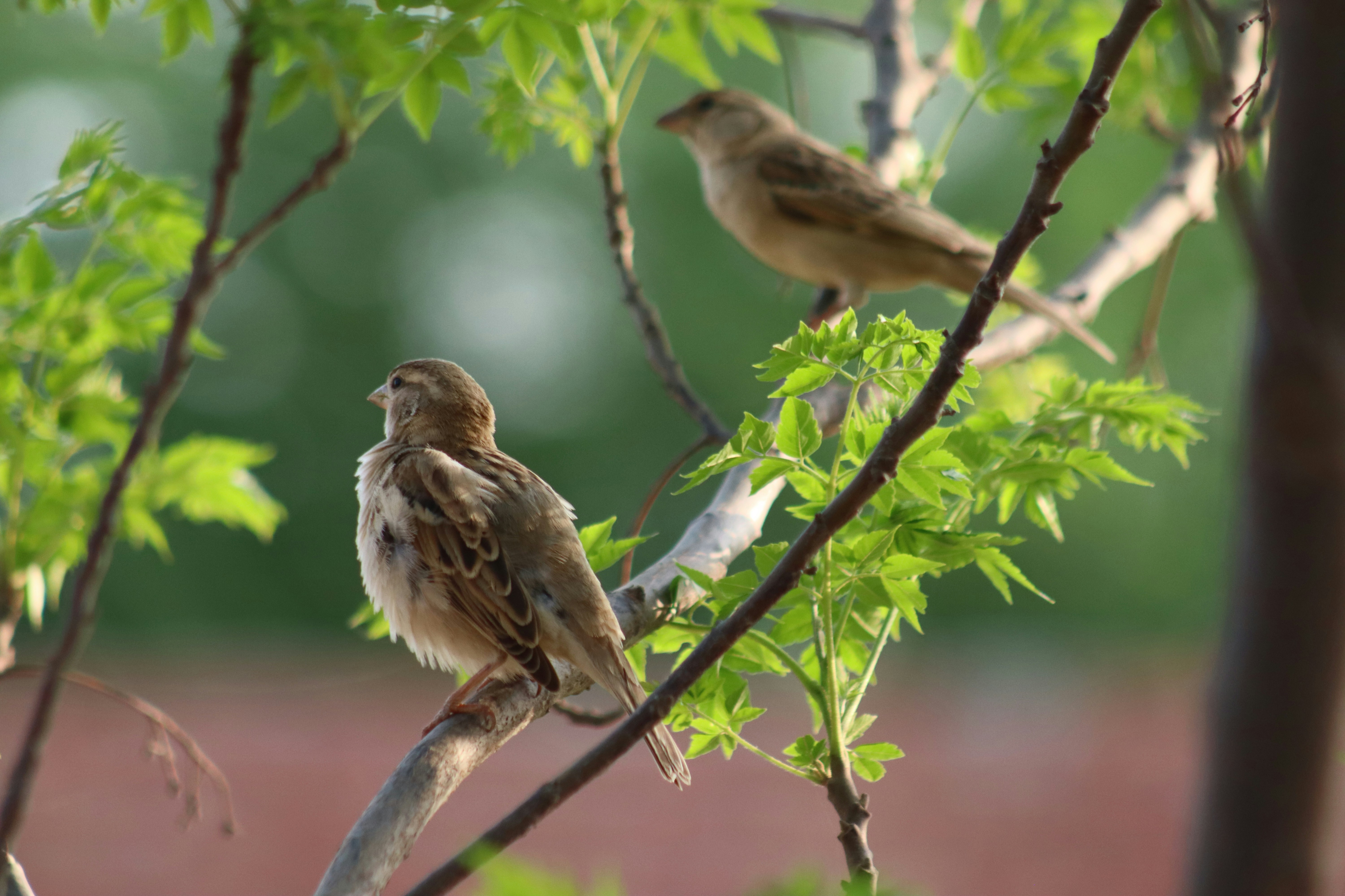 Quiet Perch: Two House Sparrows Aloft on a Verdant Branch