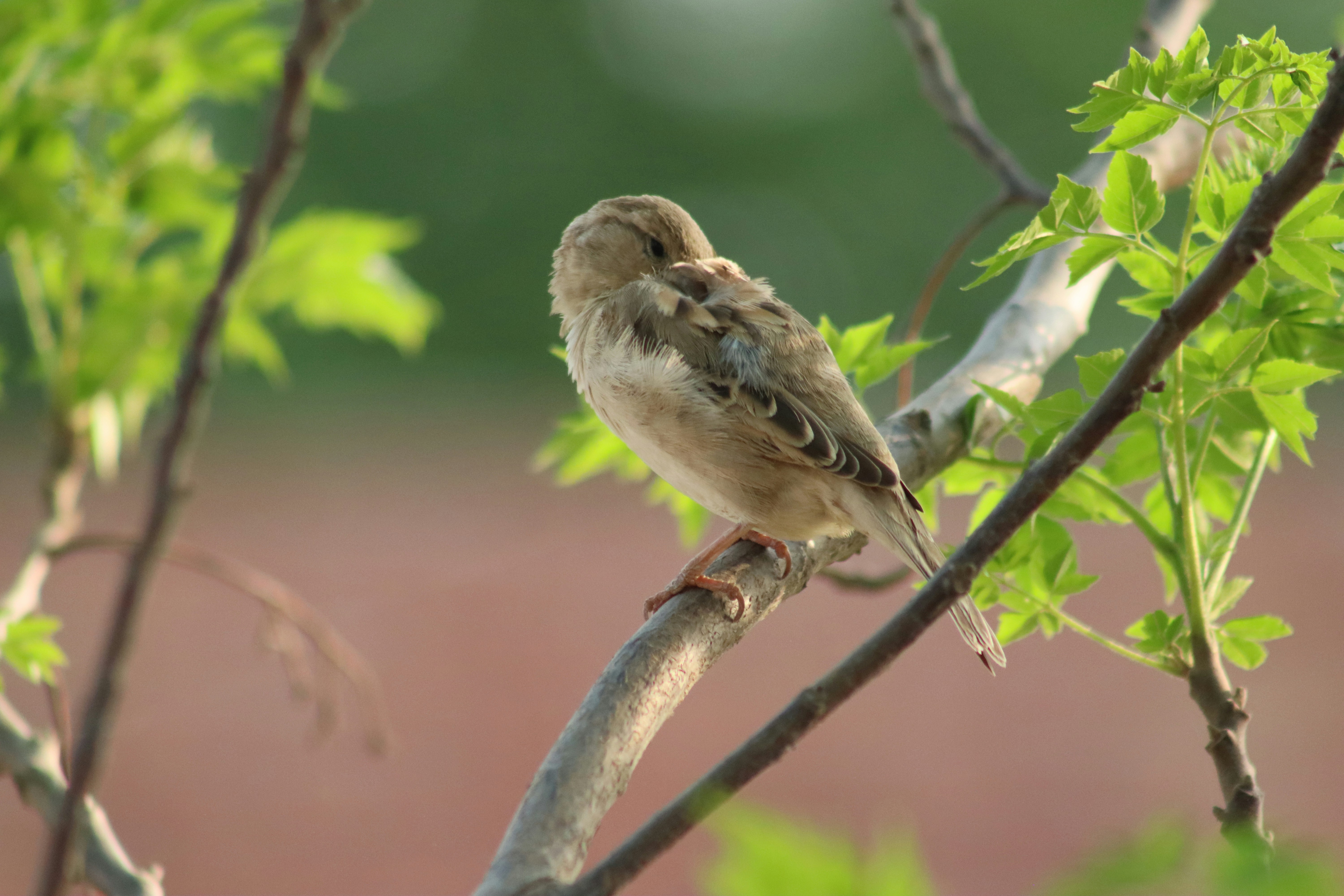 Softly Resting Ember: A Small Bird on Spring Branch