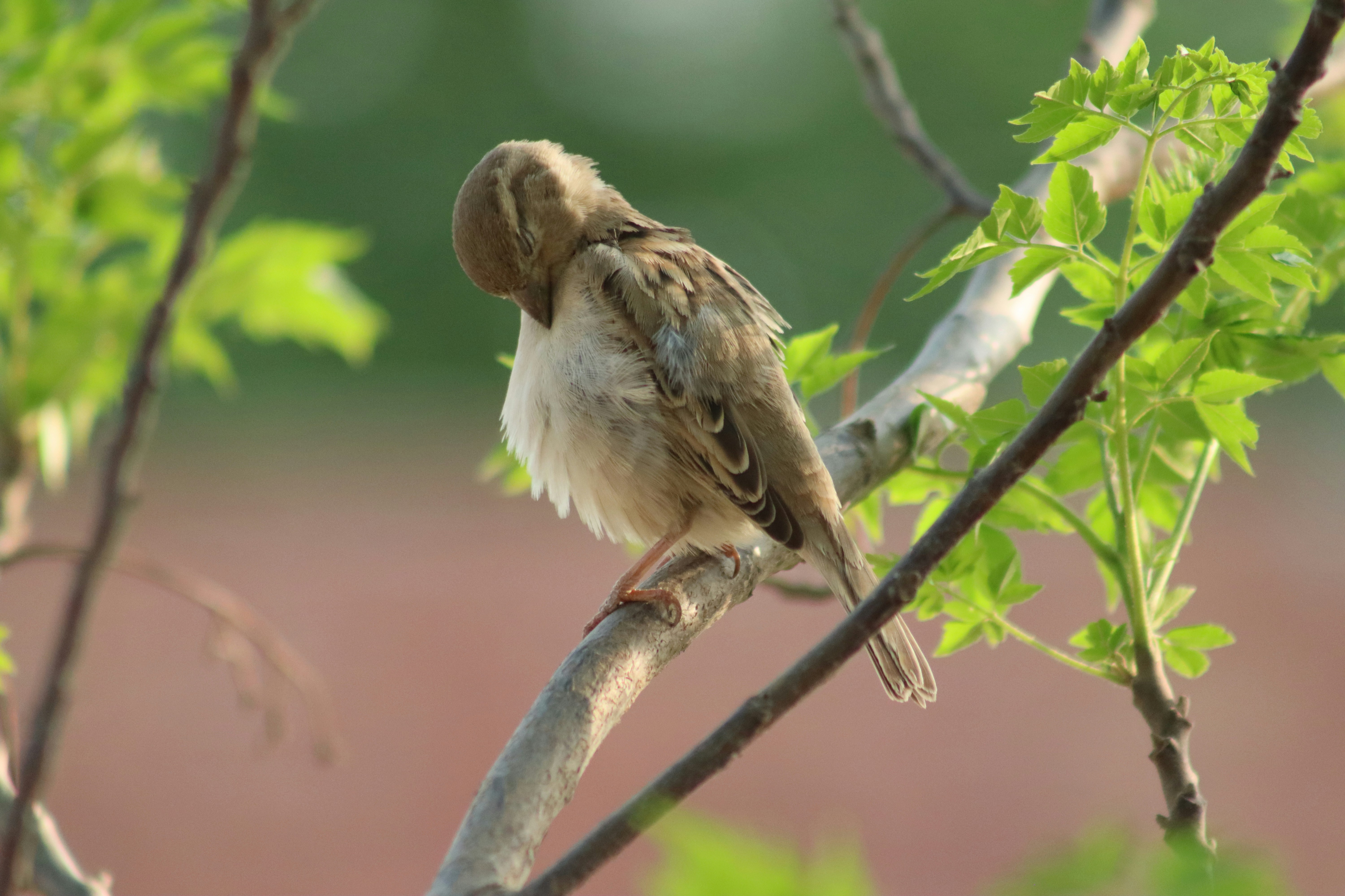 Perched in Soft Green Light: A Small Bird in Quiet Focus